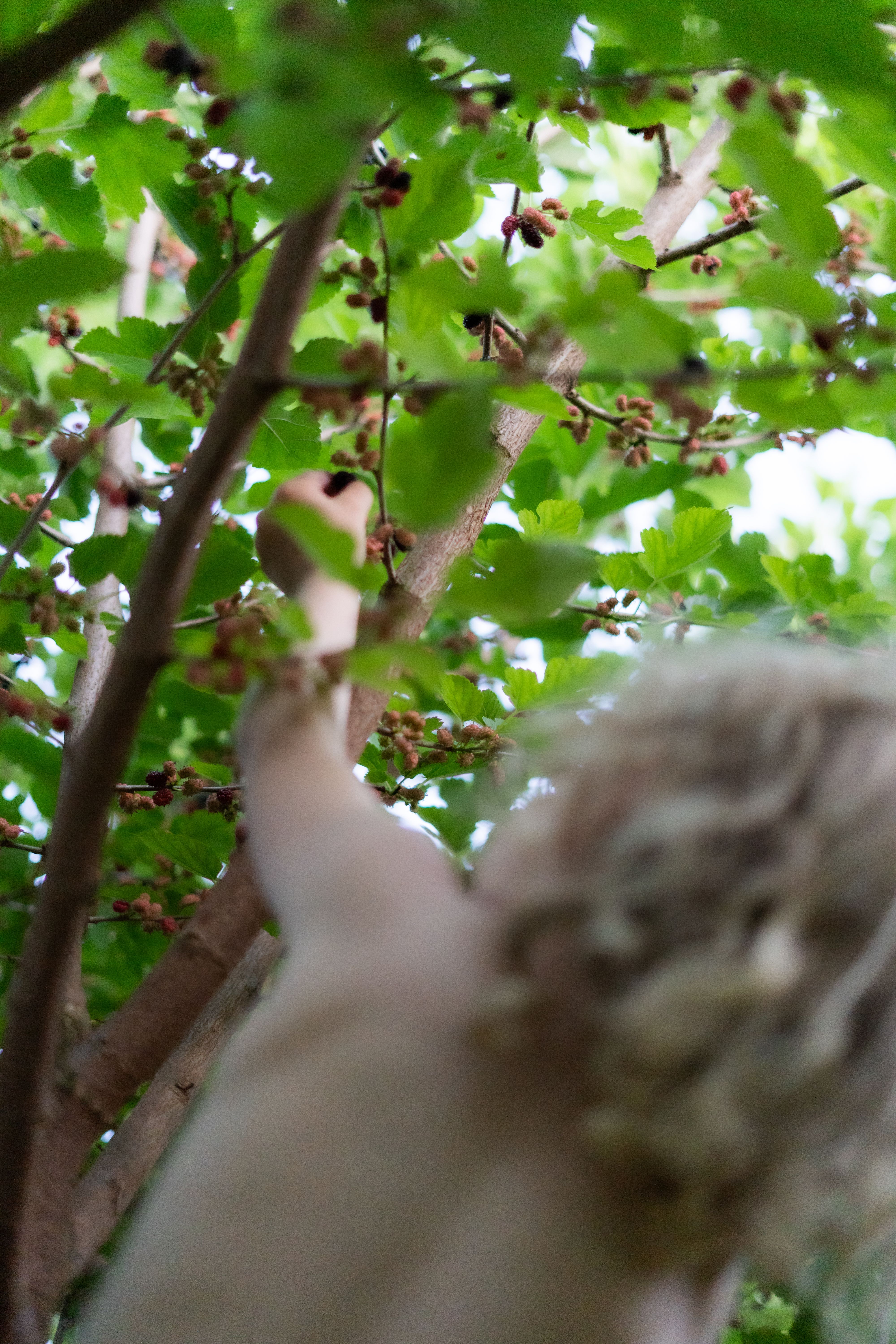 Child Picking Berries from a Tree Outdoors · Free Stock Photo