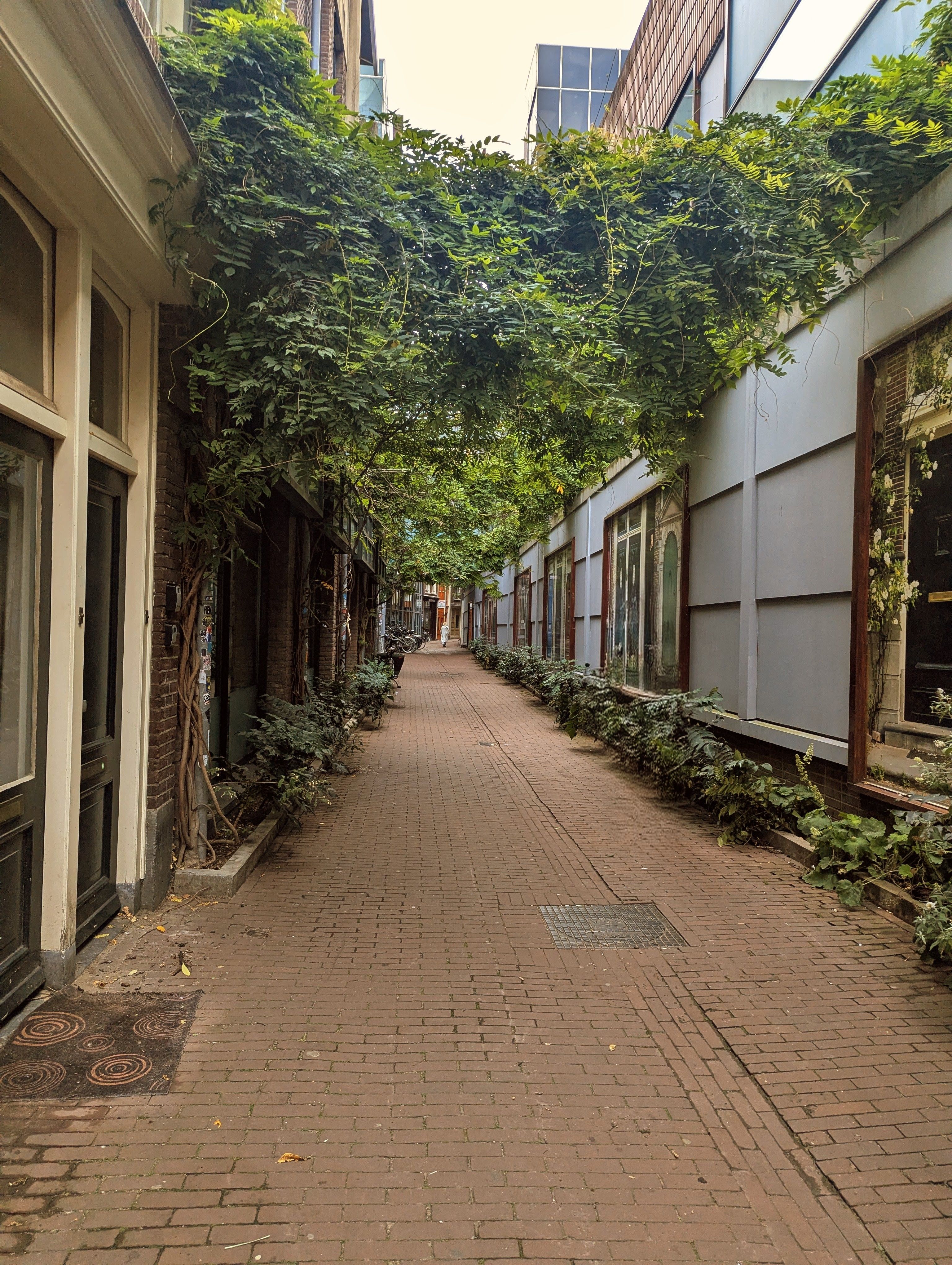 Narrow Urban Alleyway with Lush Green Arch · Free Stock Photo