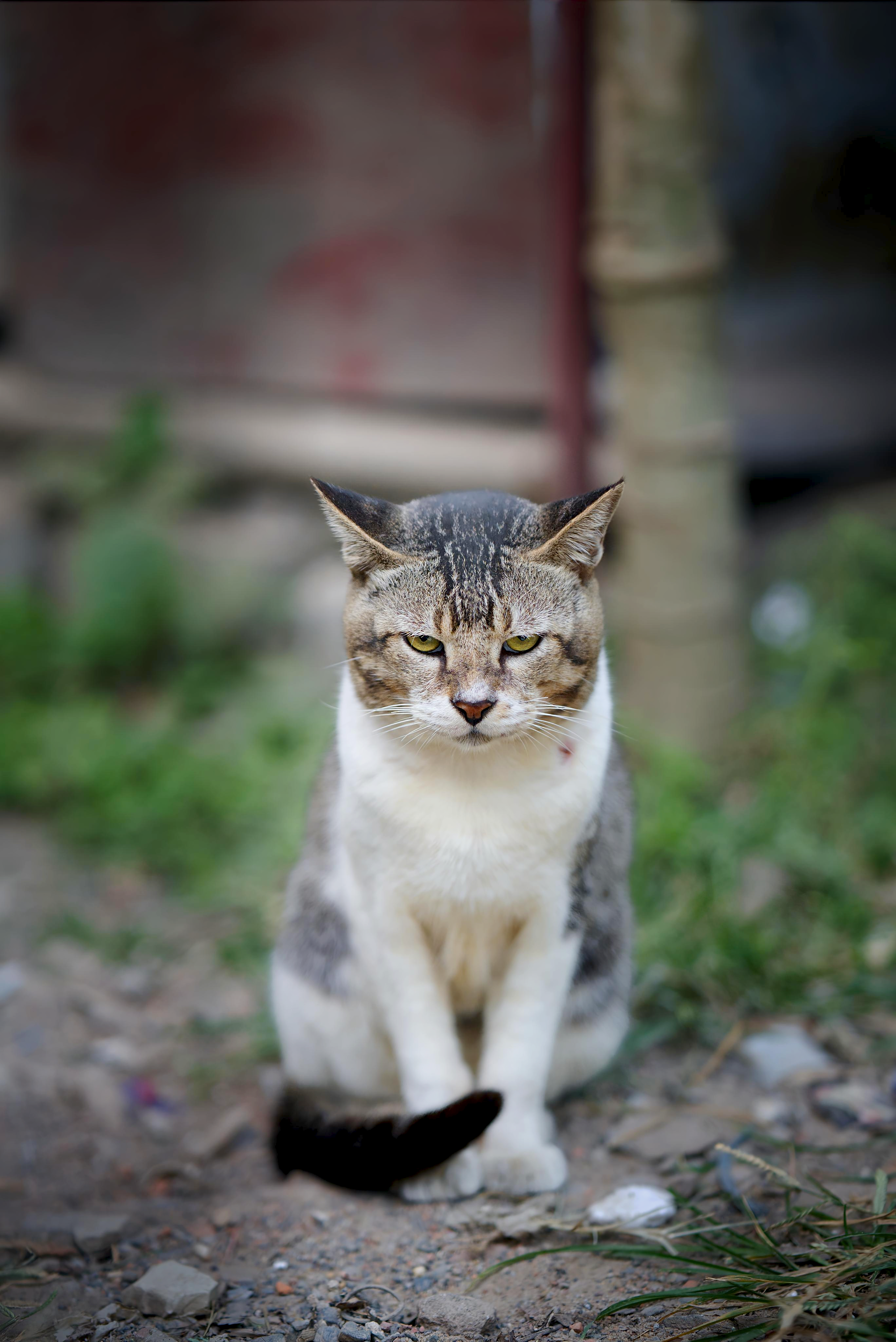 Portrait of a Domestic Cat Outdoors in India · Free Stock Photo