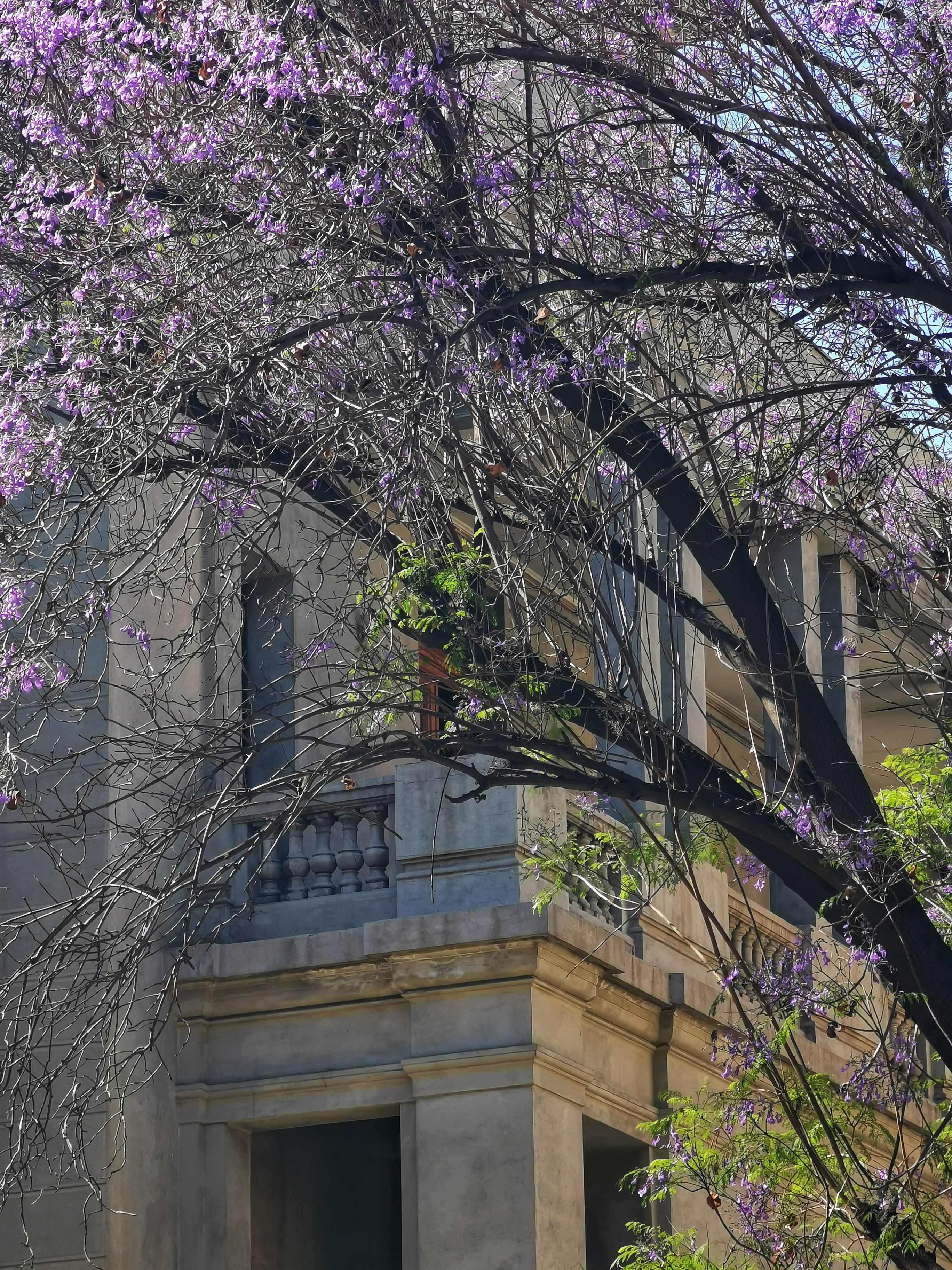 Jacaranda Tree by Historic Building in Santiago · Free Stock Photo