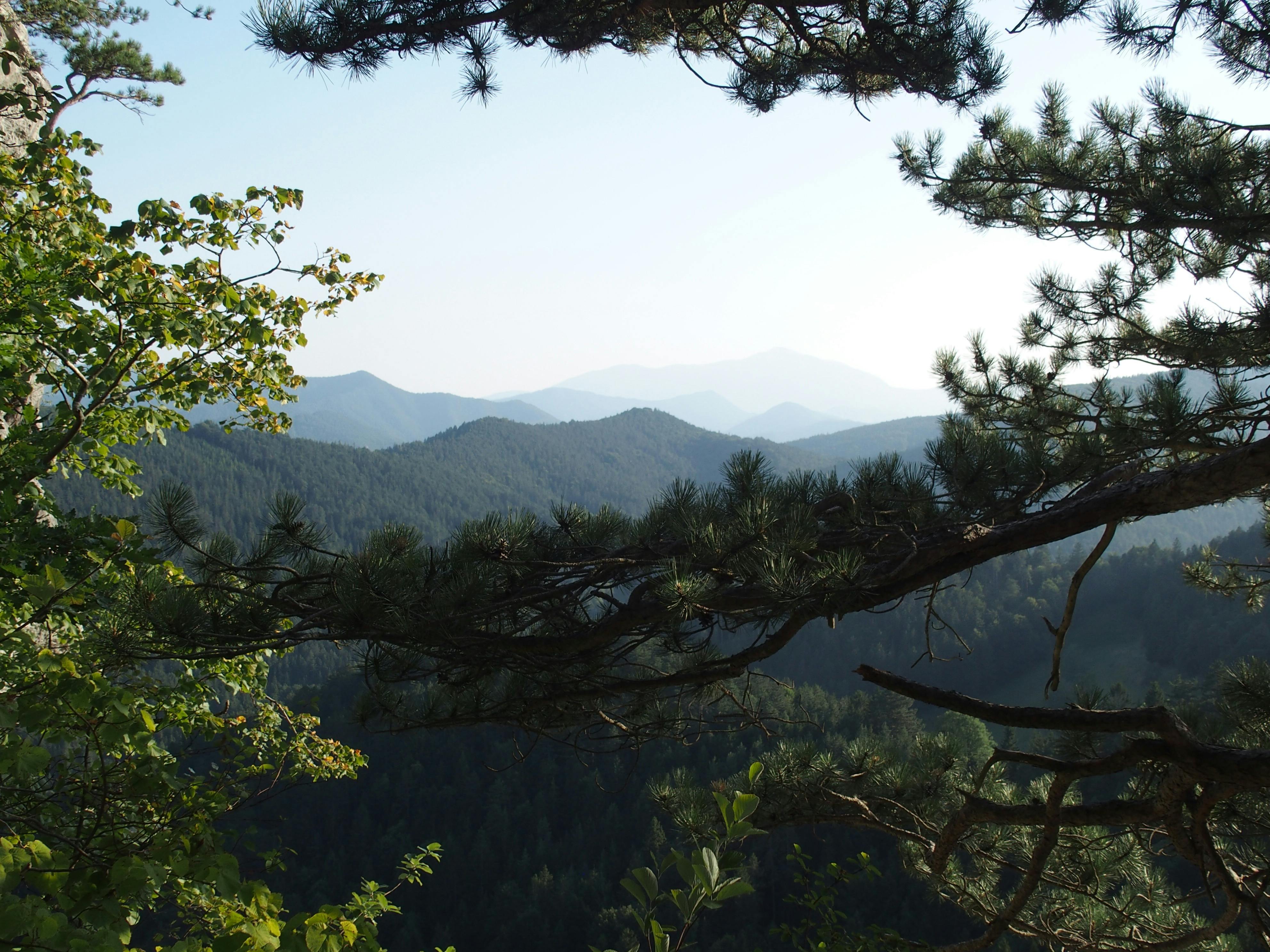 Scenic Mountain View Through Forest Trees · Free Stock Photo