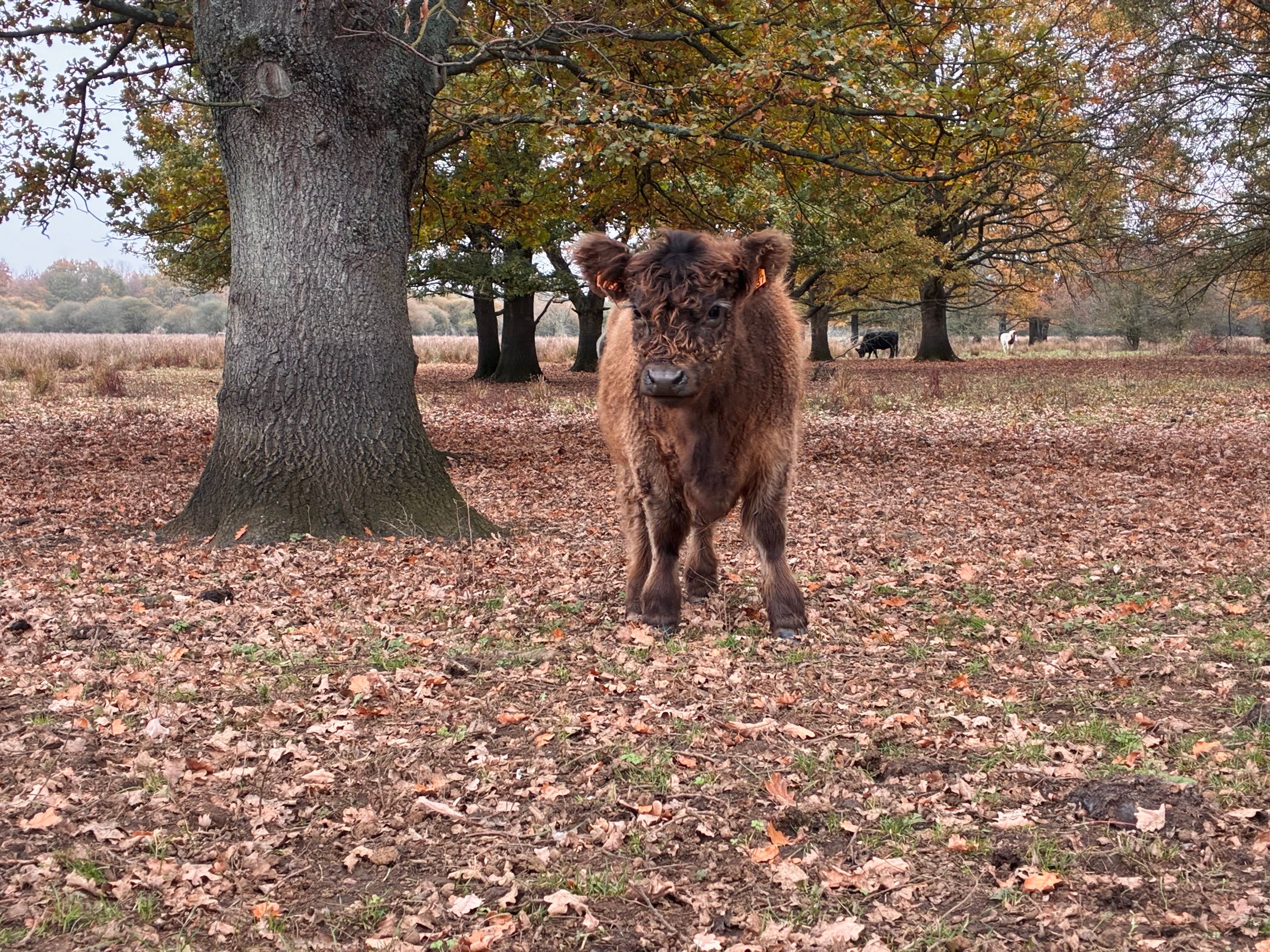 Highland Cow in Autumn Woodland Setting · Free Stock Photo