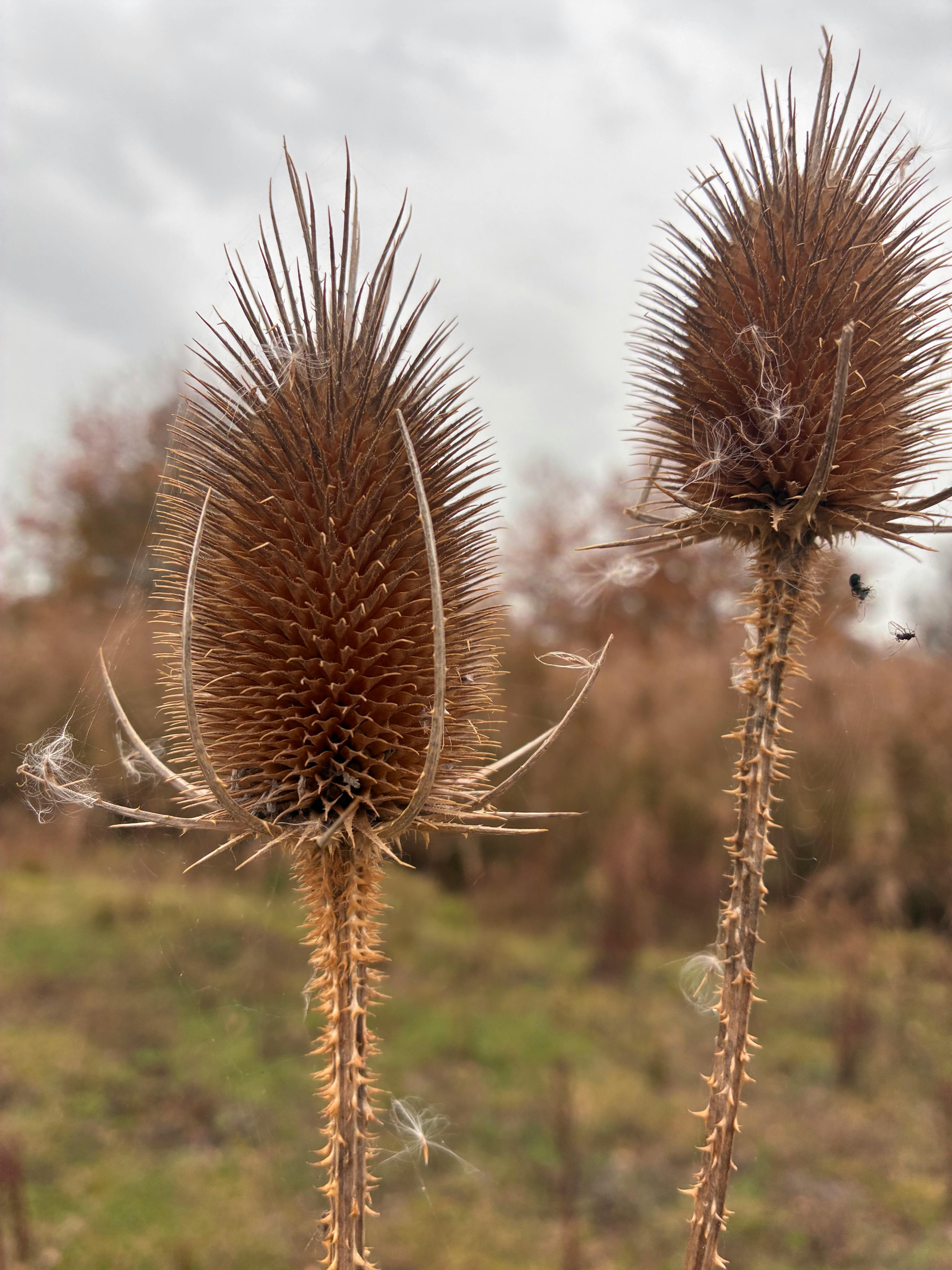 Macro of Wild Teasel Plants in Autumn Field · Free Stock Photo