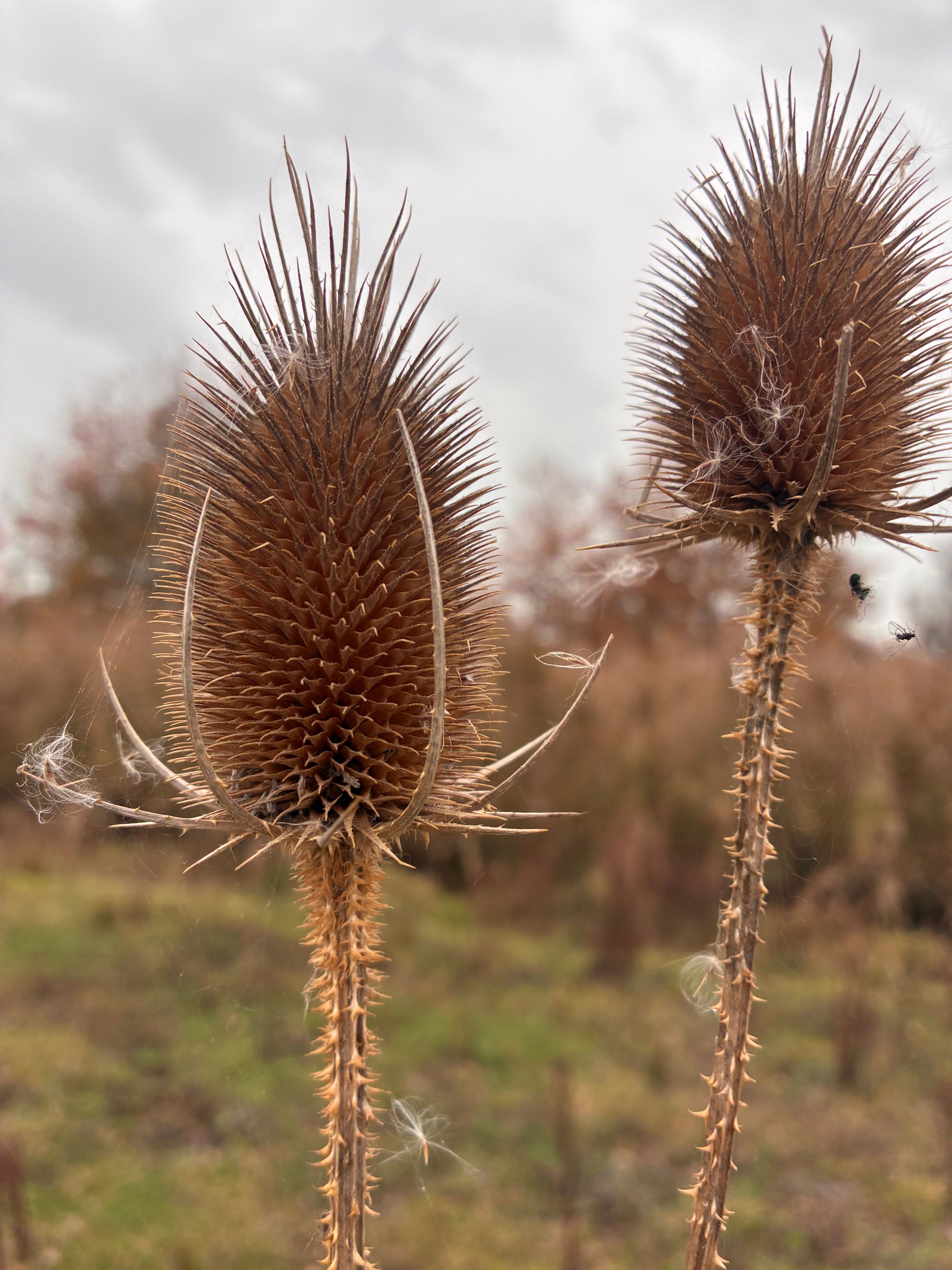 Macro of Wild Teasel Plants in Autumn Field · Free Stock Photo