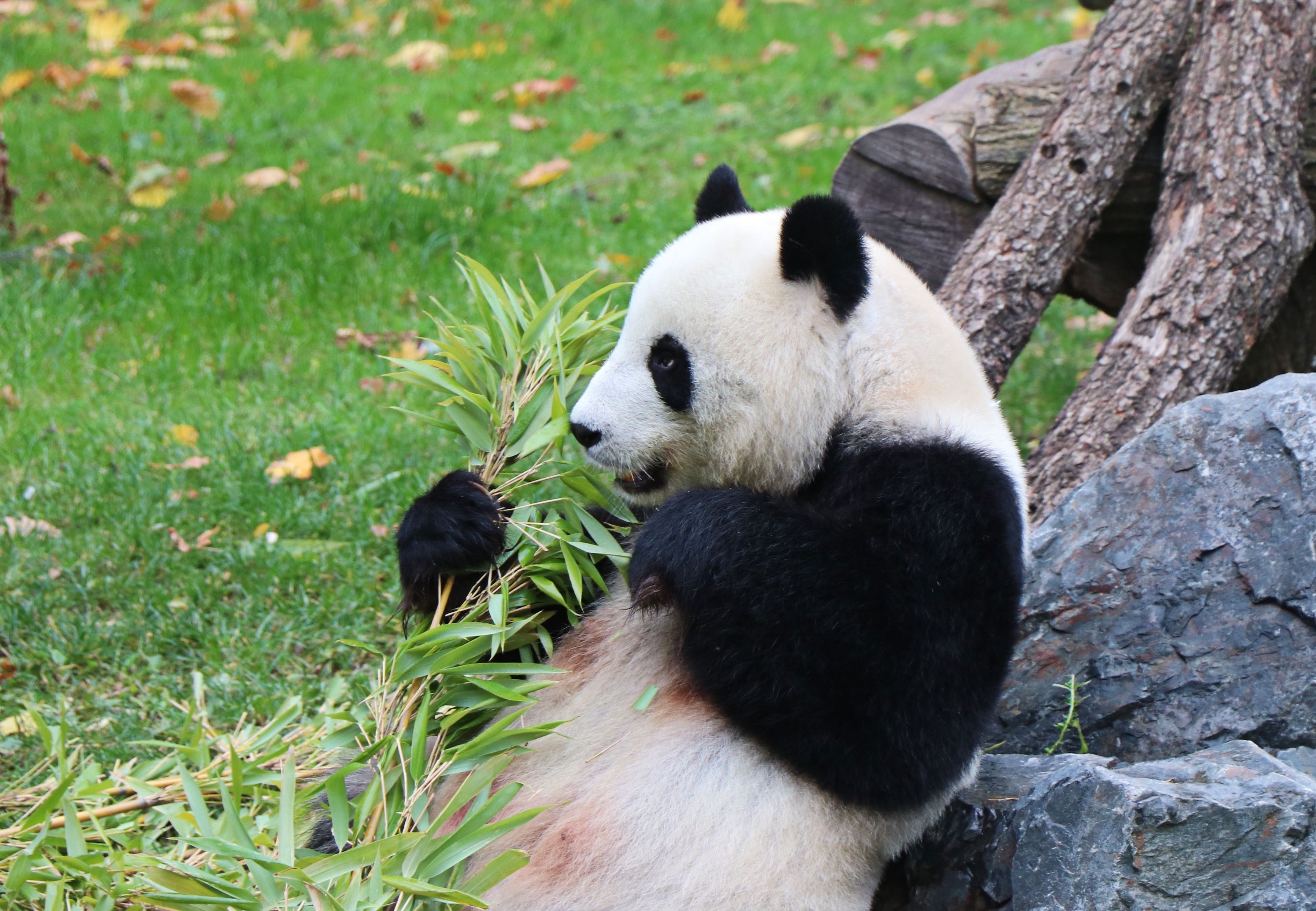 Giant Panda Eating Bamboo in Berlin Zoo · Free Stock Photo