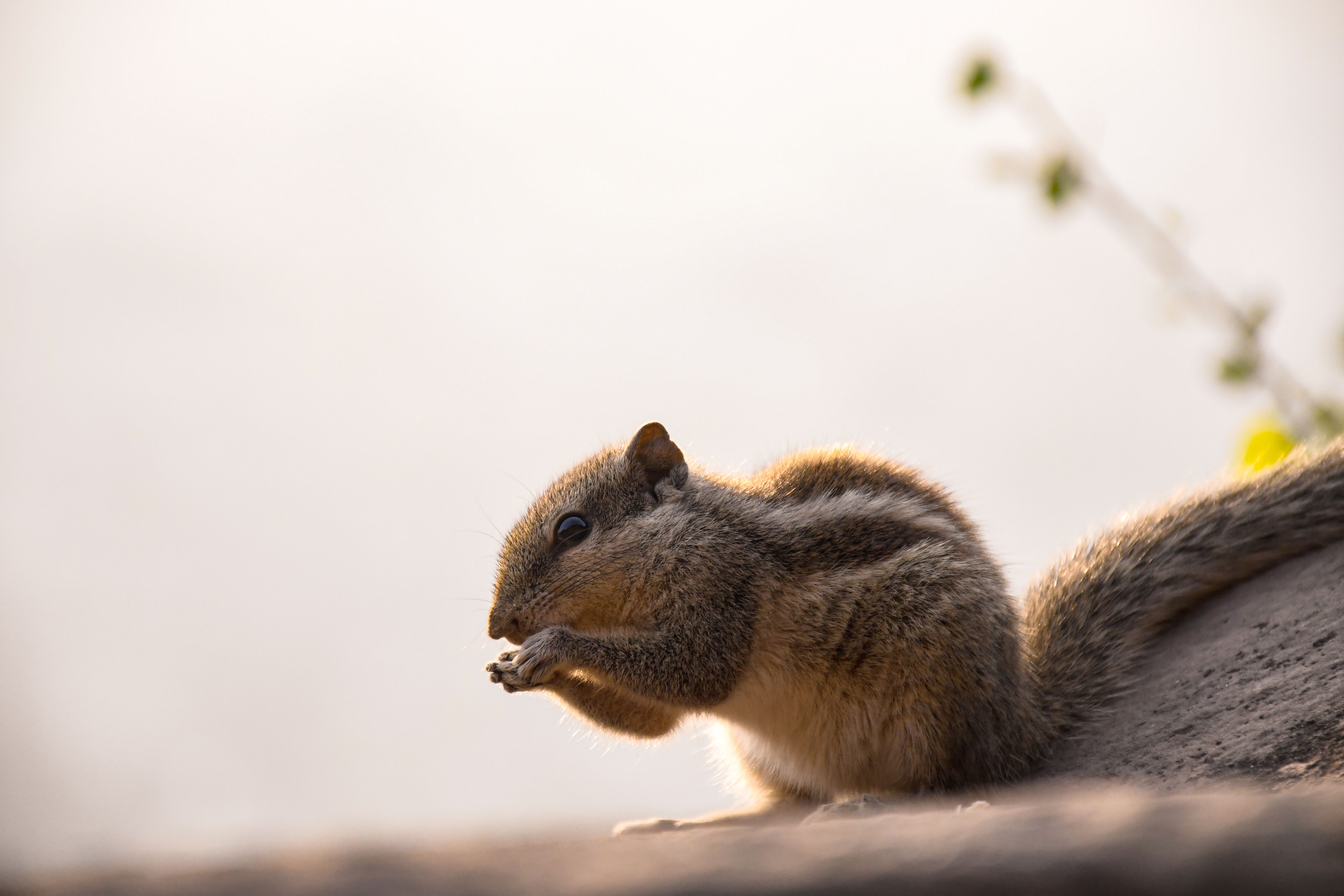 Tree Limb Background Photos, Download The BEST Free Tree Limb ...