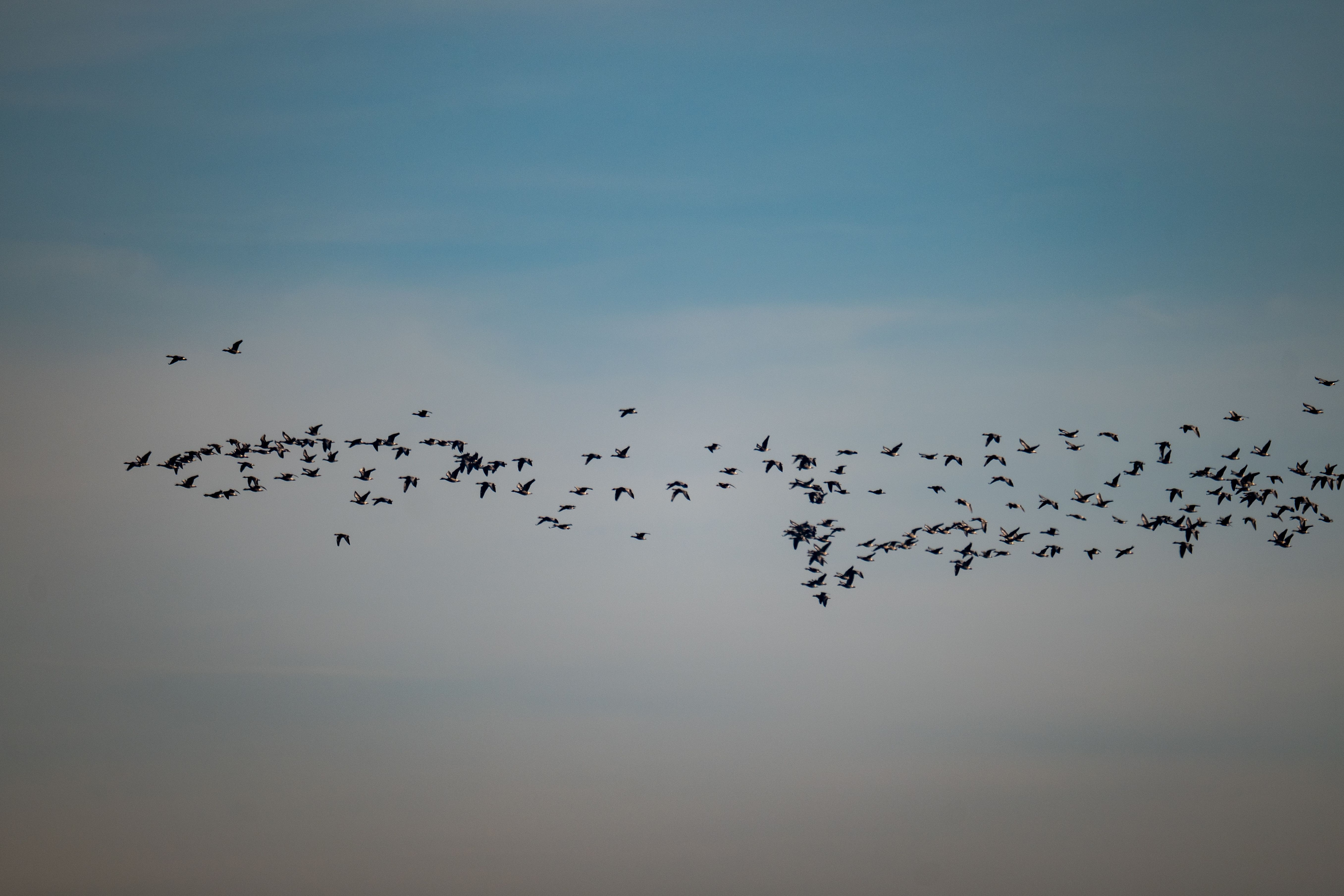 Vogelschwarm Im Flug über Blauem Himmel · Kostenloses Stock-Foto
