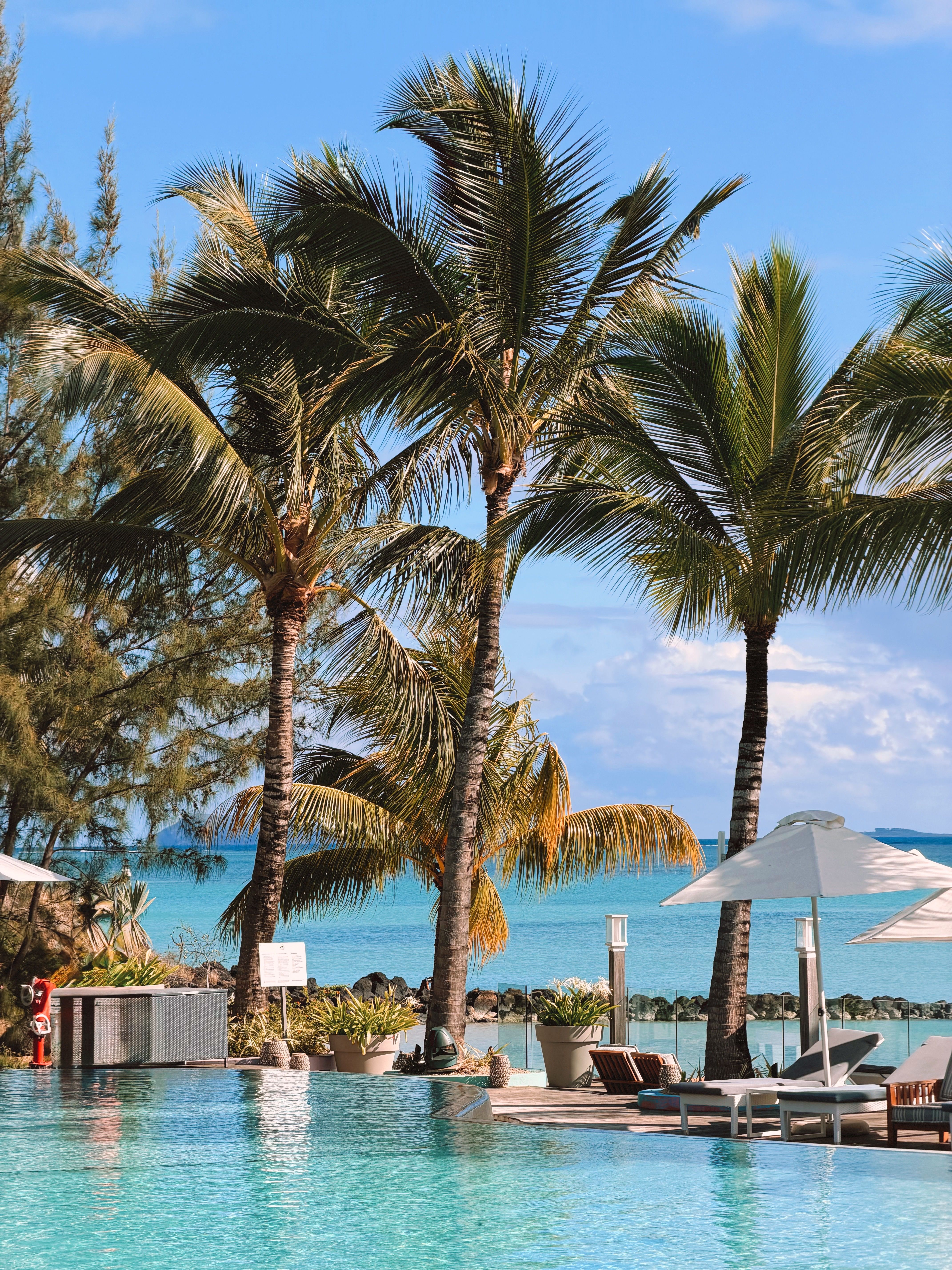 Resort Pool With Palm Trees Photos, Download The BEST Free Resort Pool ...