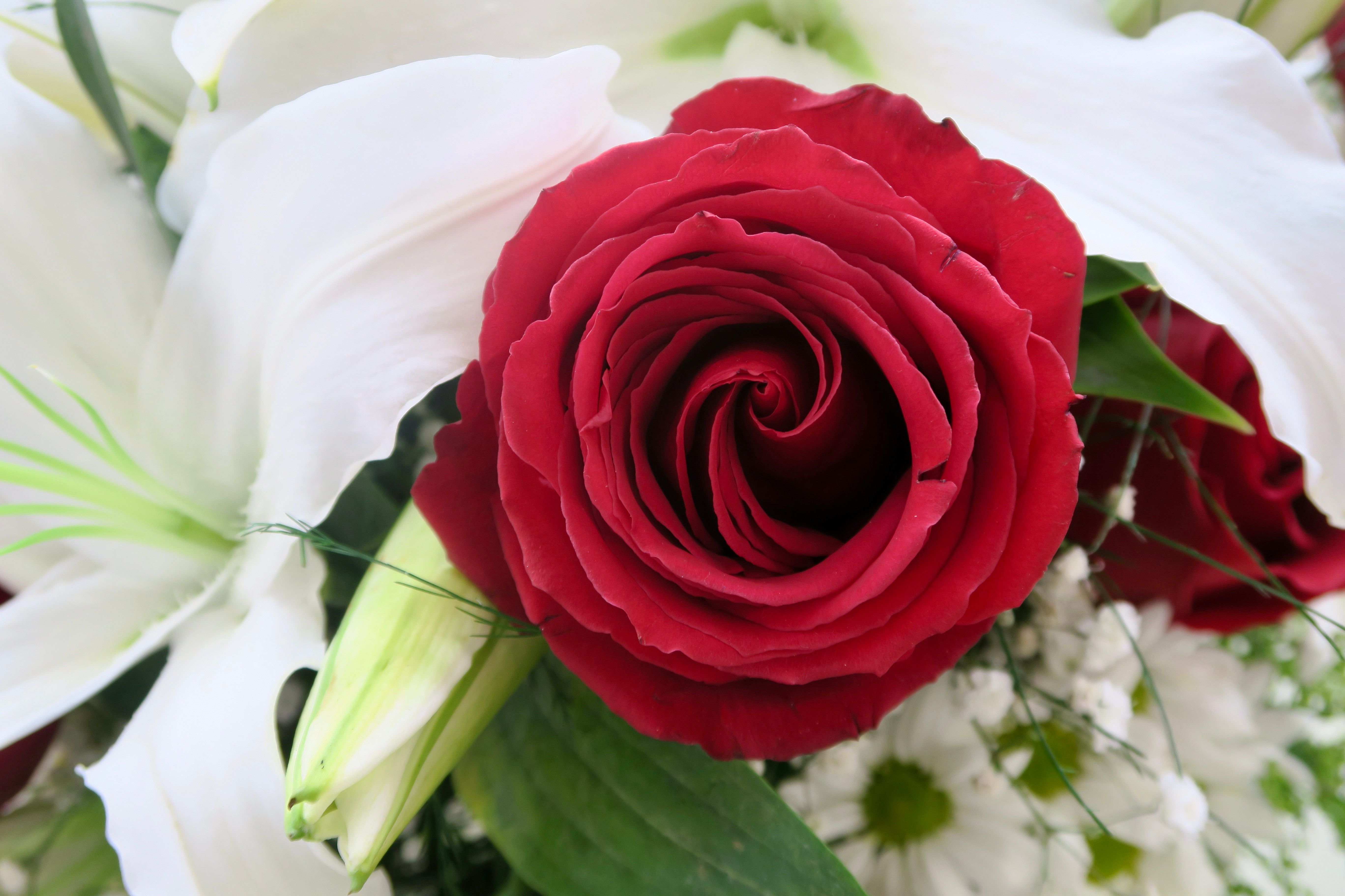 Close-up of a Red Rose and White Lilies in Bloom · Free Stock Photo
