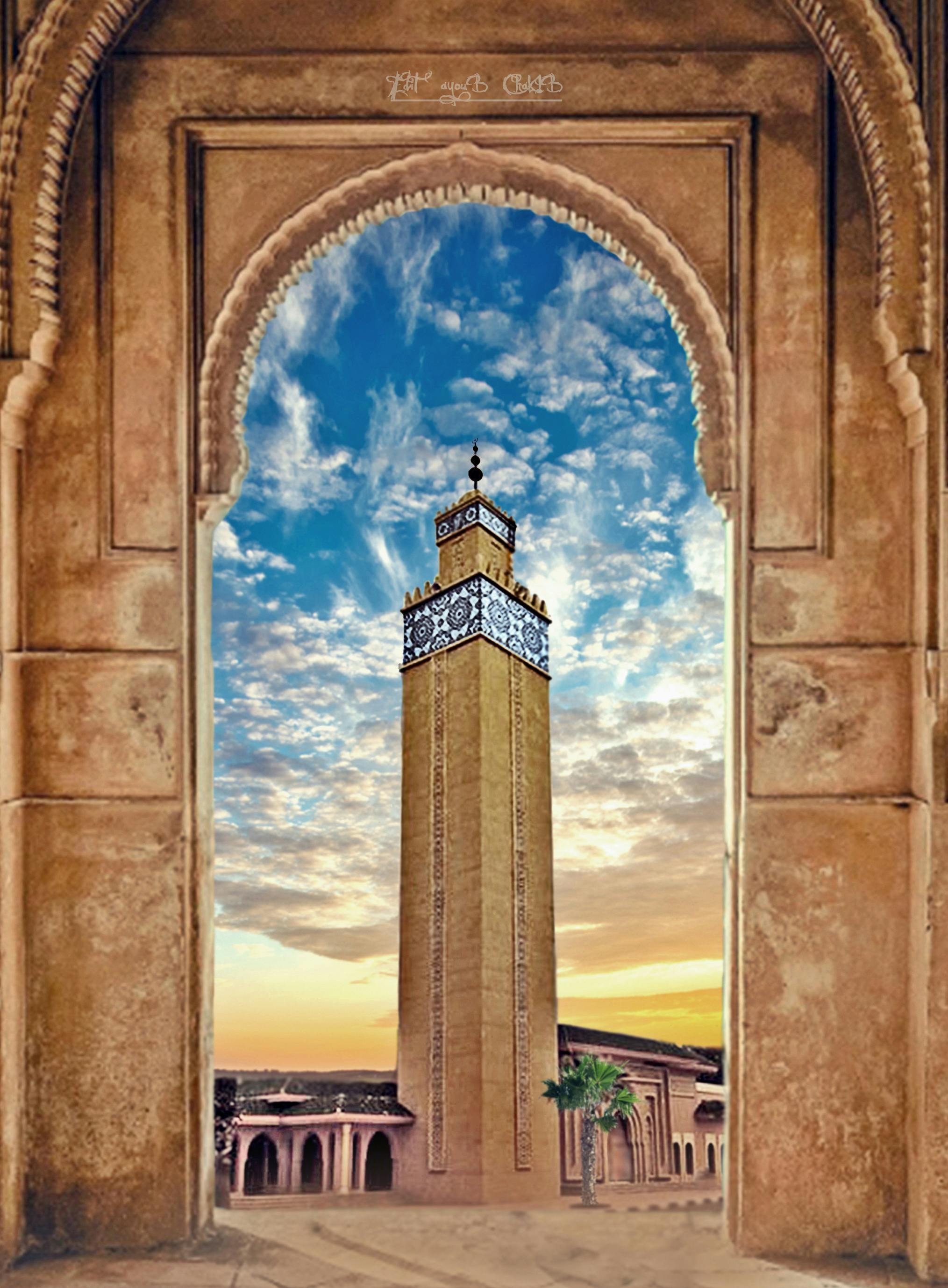 Free stock photo of action photography, focus, nature photography