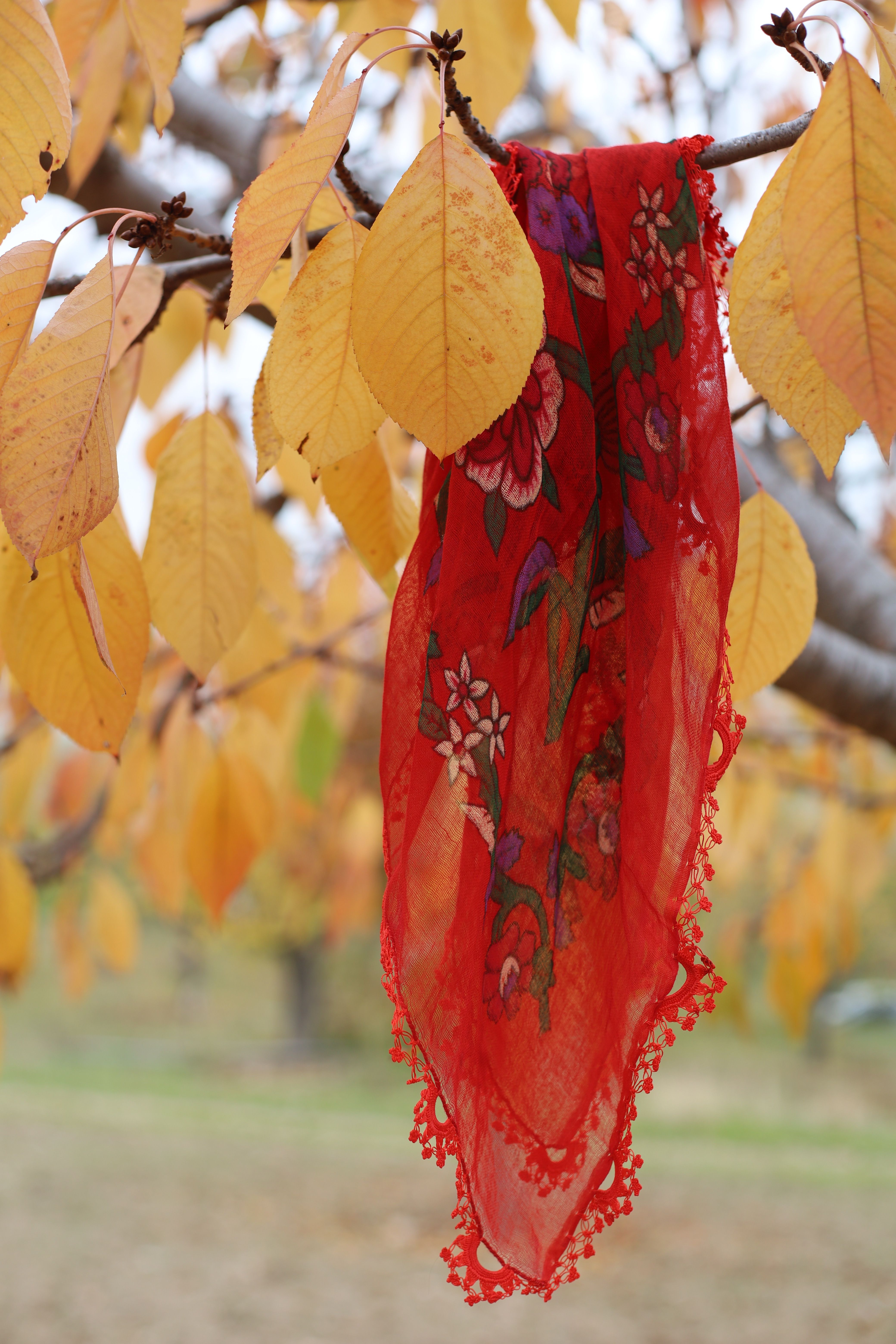 Vibrant Red Scarf Hanging on Autumn Leaves · Free Stock Photo