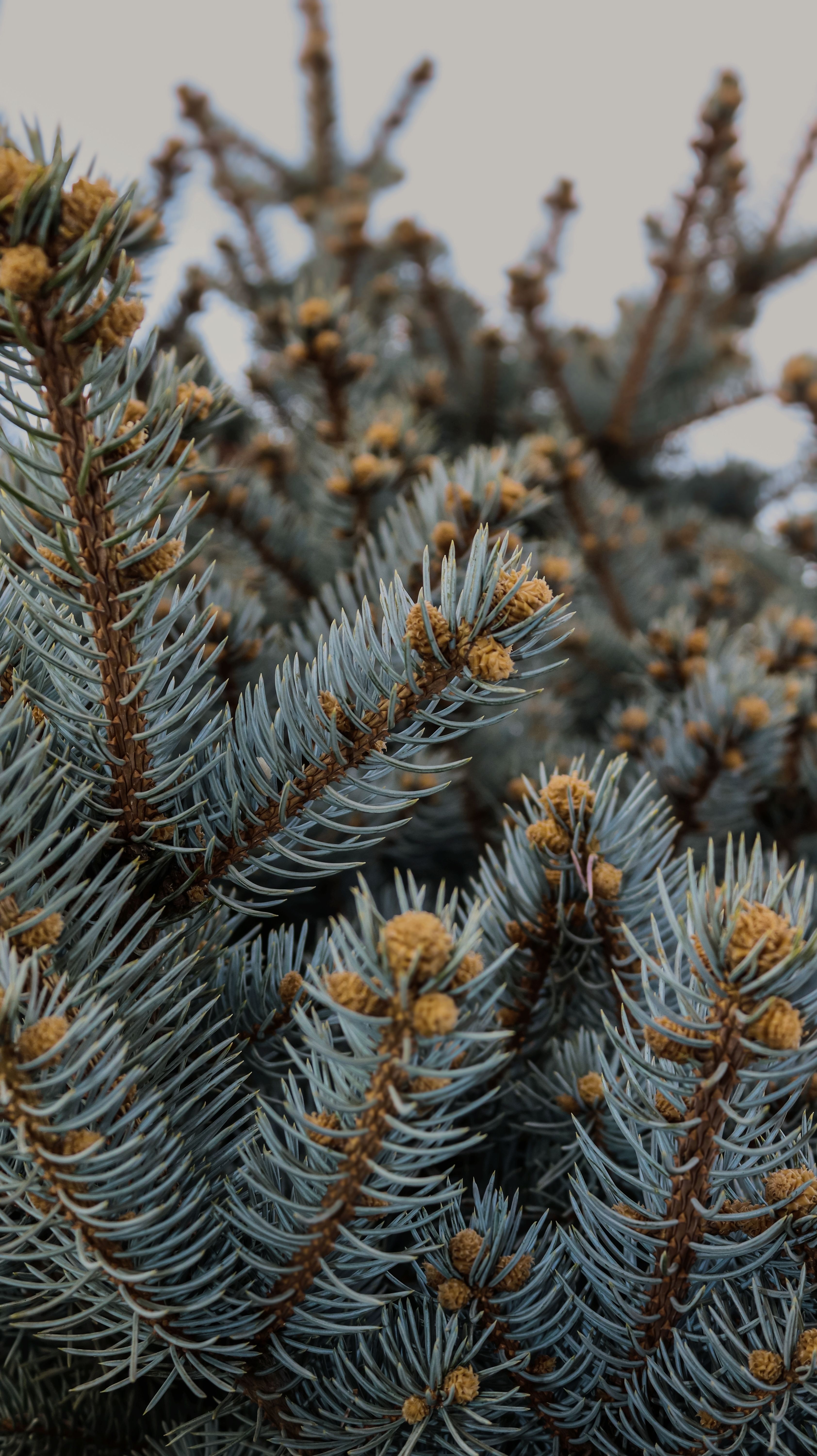 Close-up of Blue Spruce Tree Branches in Ankara · Free Stock Photo