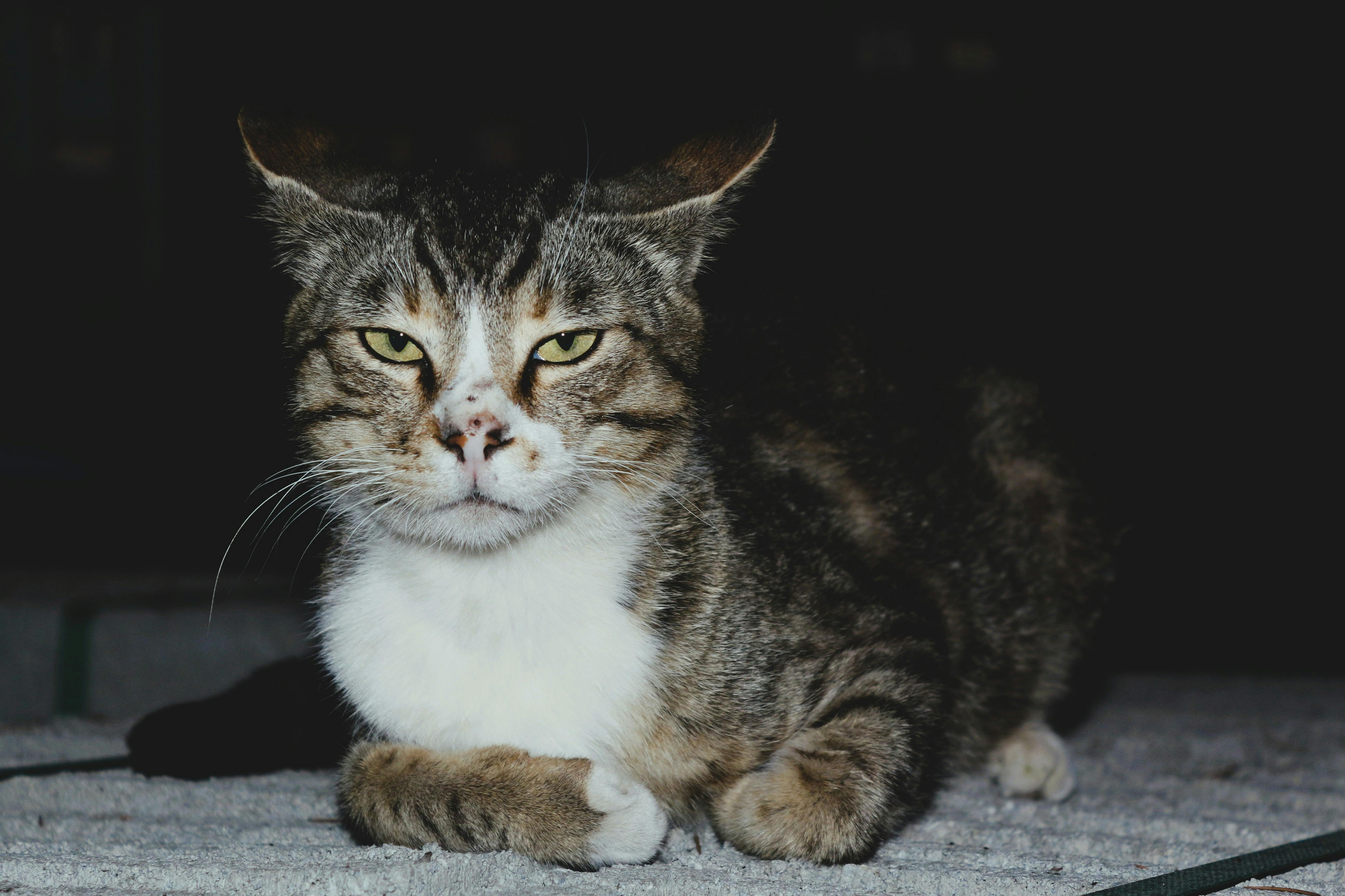 Foto profissional gratuita de animal, animal de estimação em casa ...