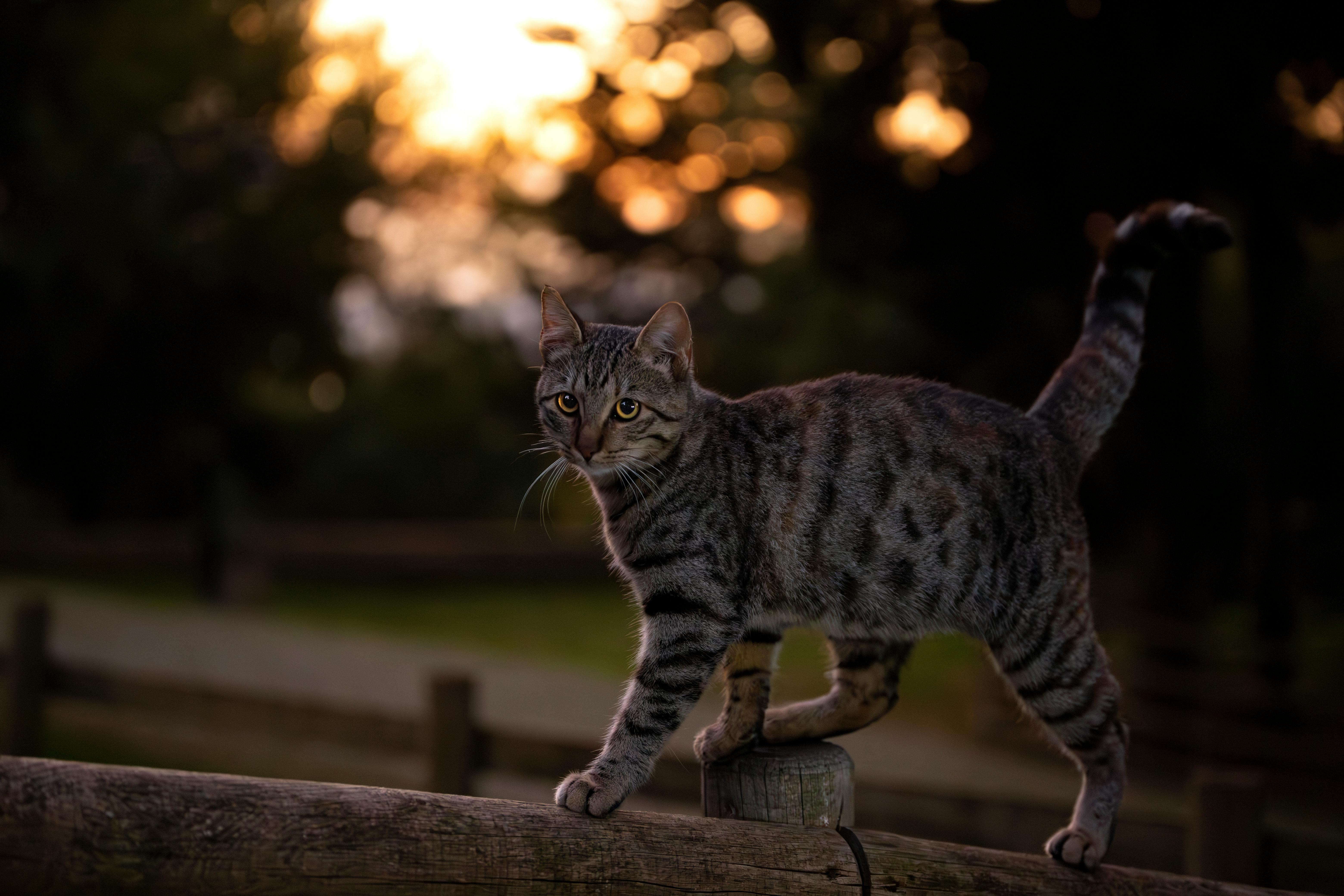 Cat On Throne Photos, Download The BEST Free Cat On Throne Stock Photos ...