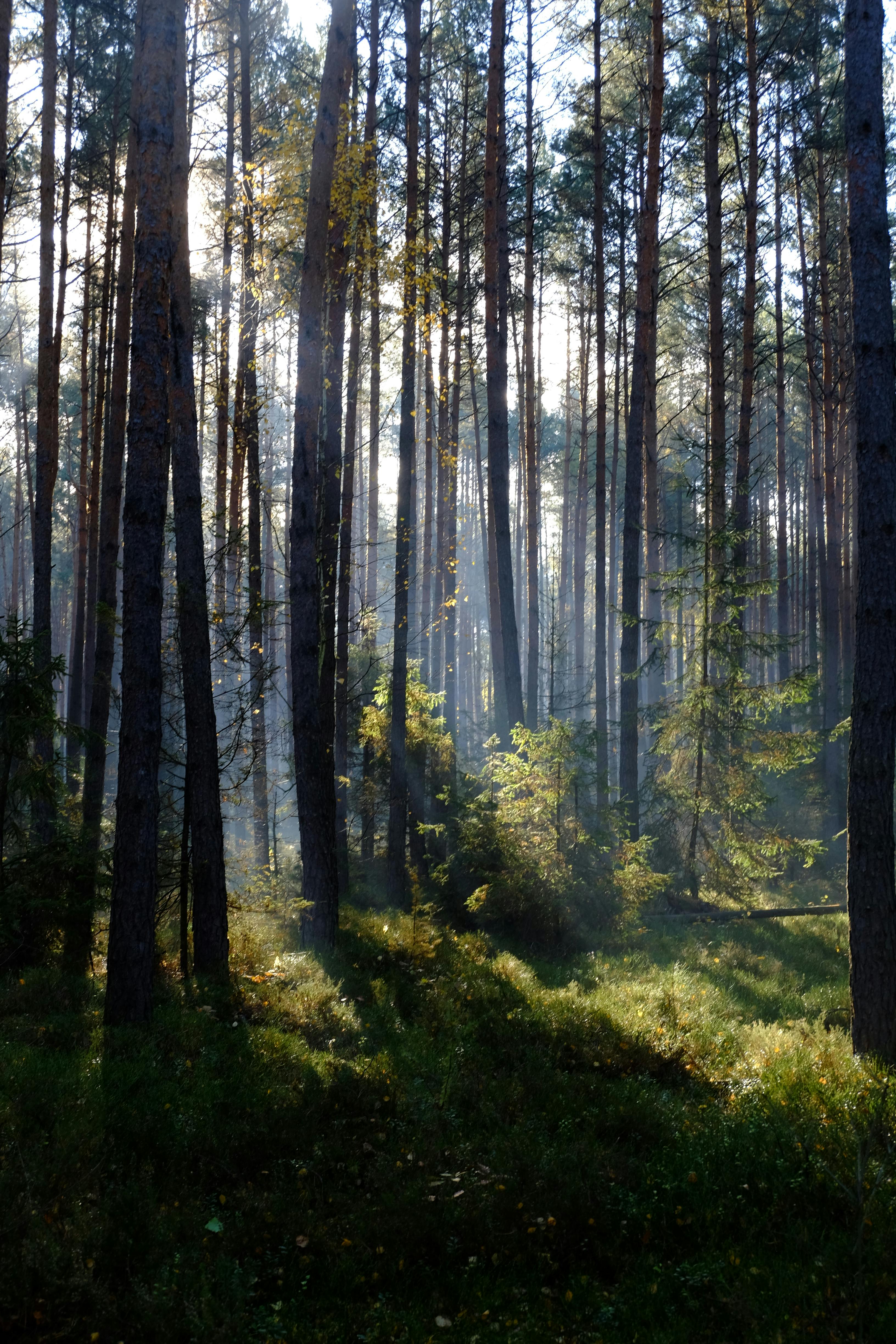 Serene Forest Path with Sunlight in Polska · Free Stock Photo