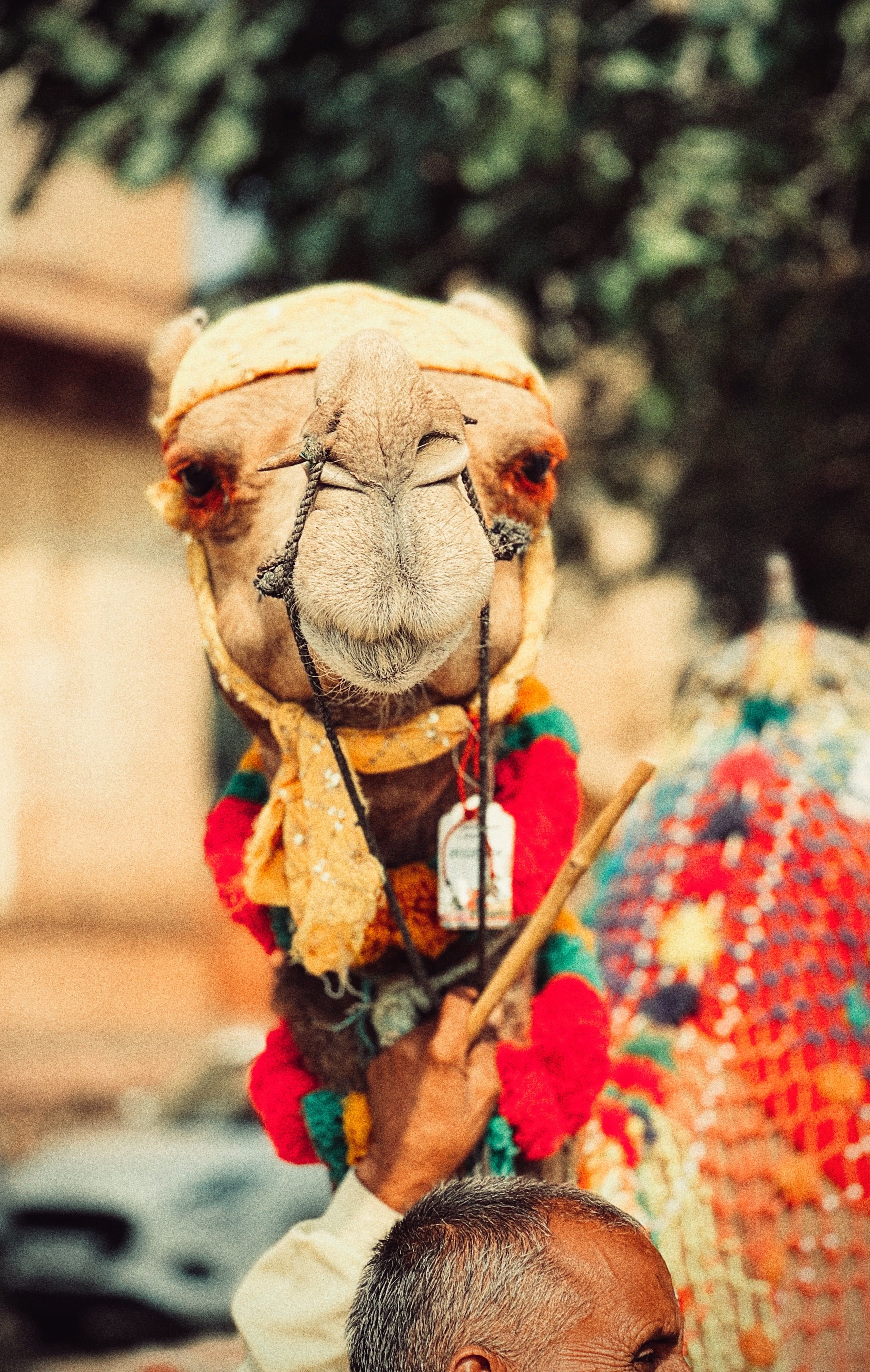 Colorfully Decorated Camel at Festival Event · Free Stock Photo