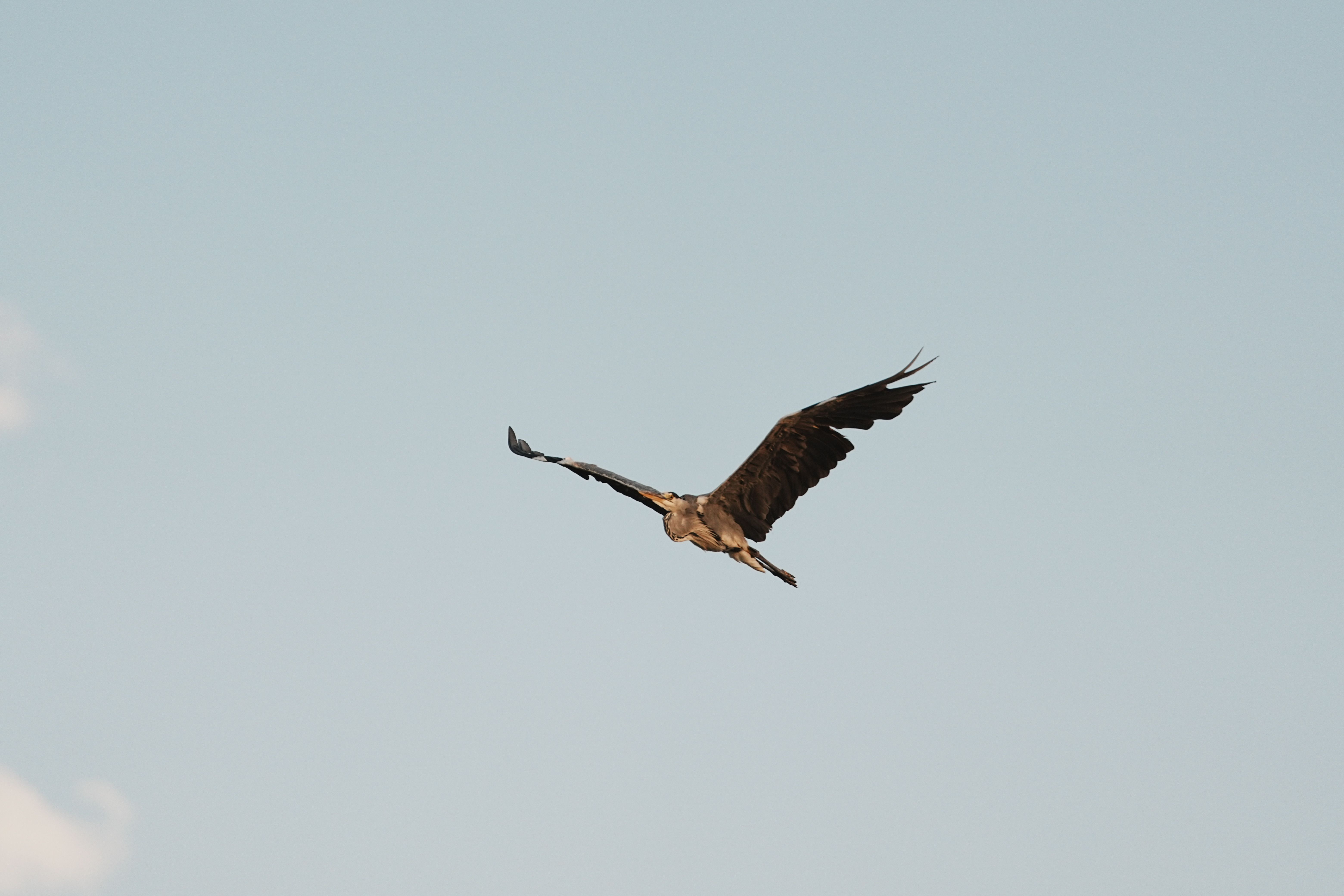 Photo of Flying Bird · Free Stock Photo