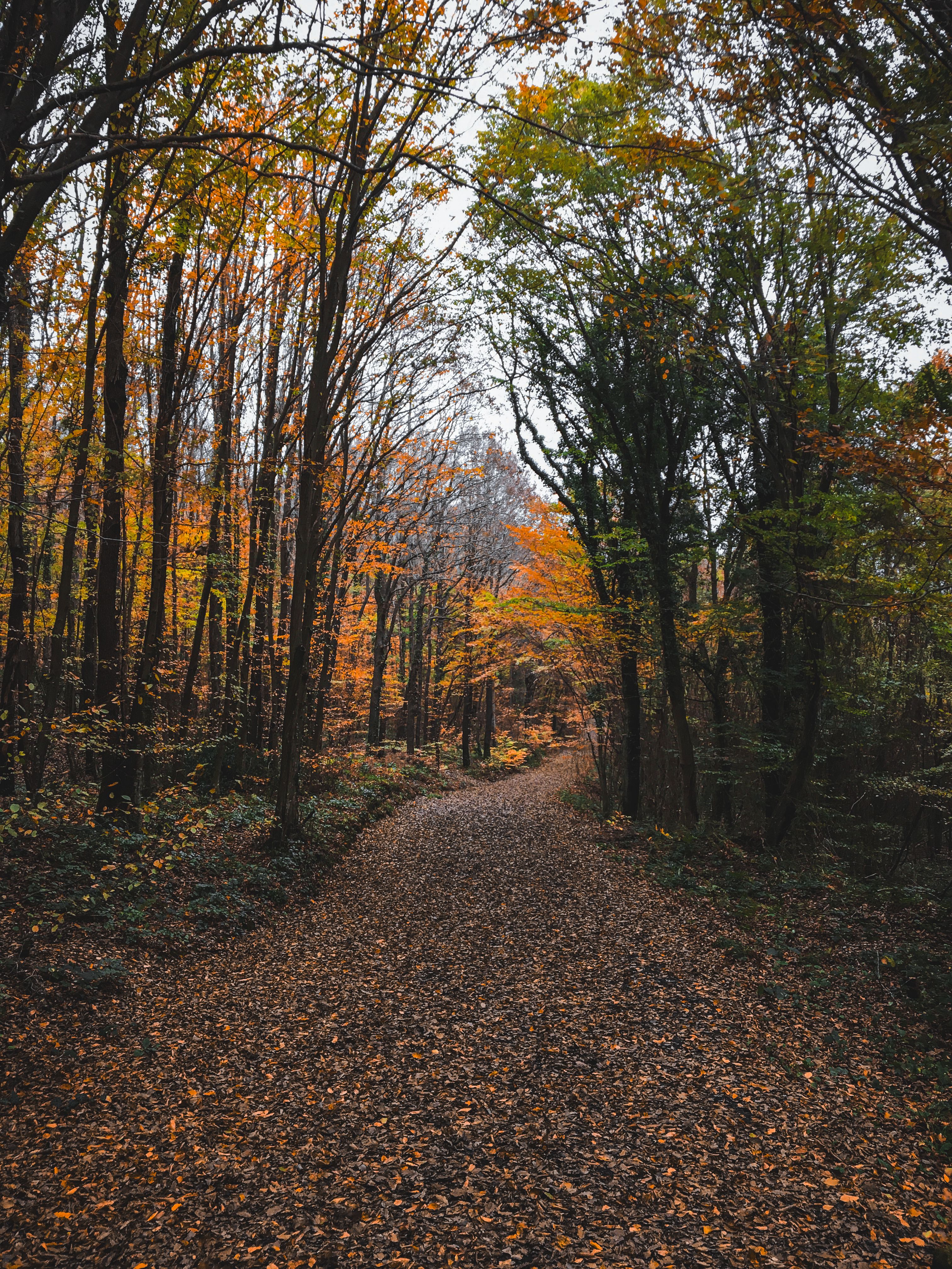 Serene Autumn Forest Pathway in Fall Foliage · Free Stock Photo