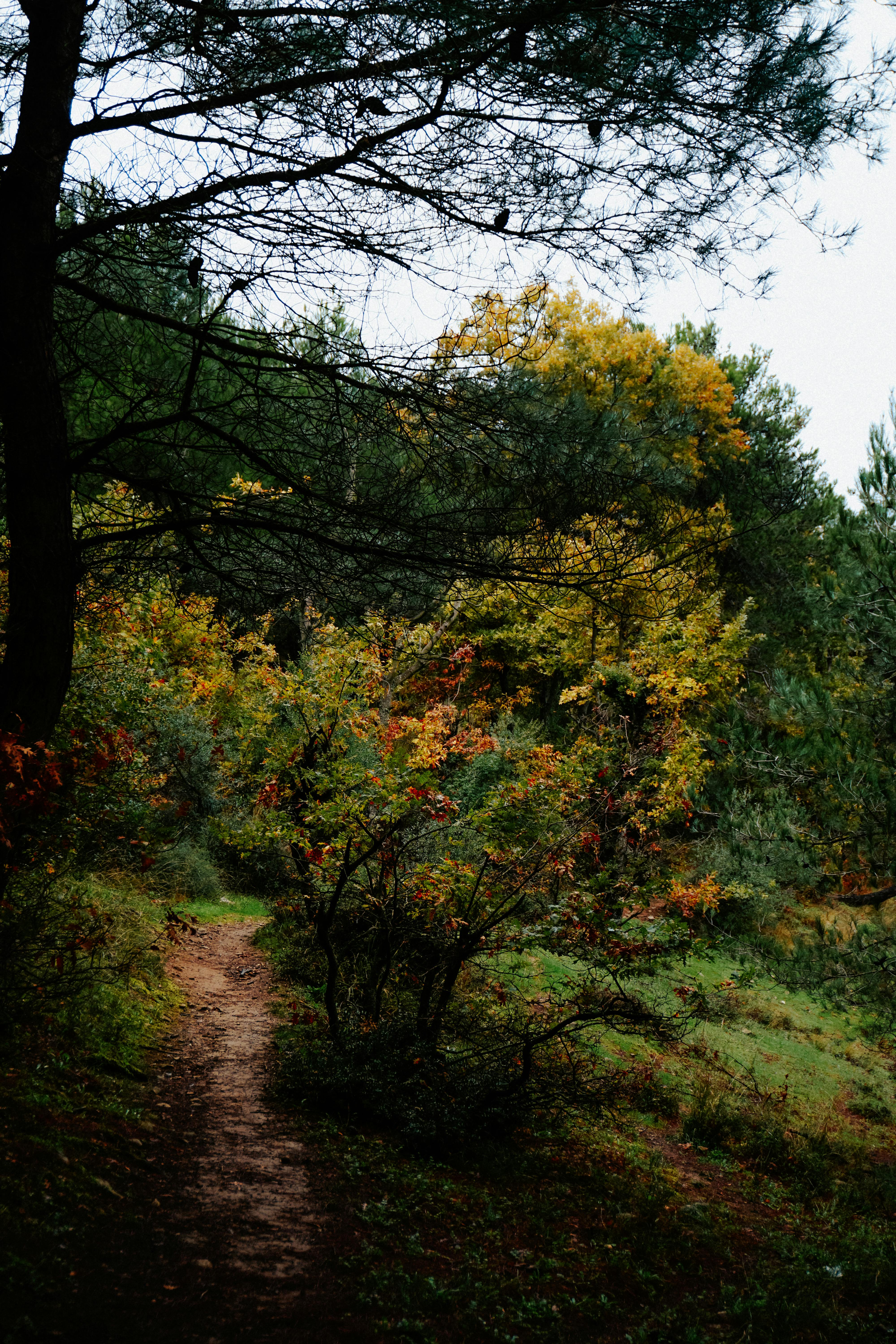 Rıdvan Gülcan - 写真