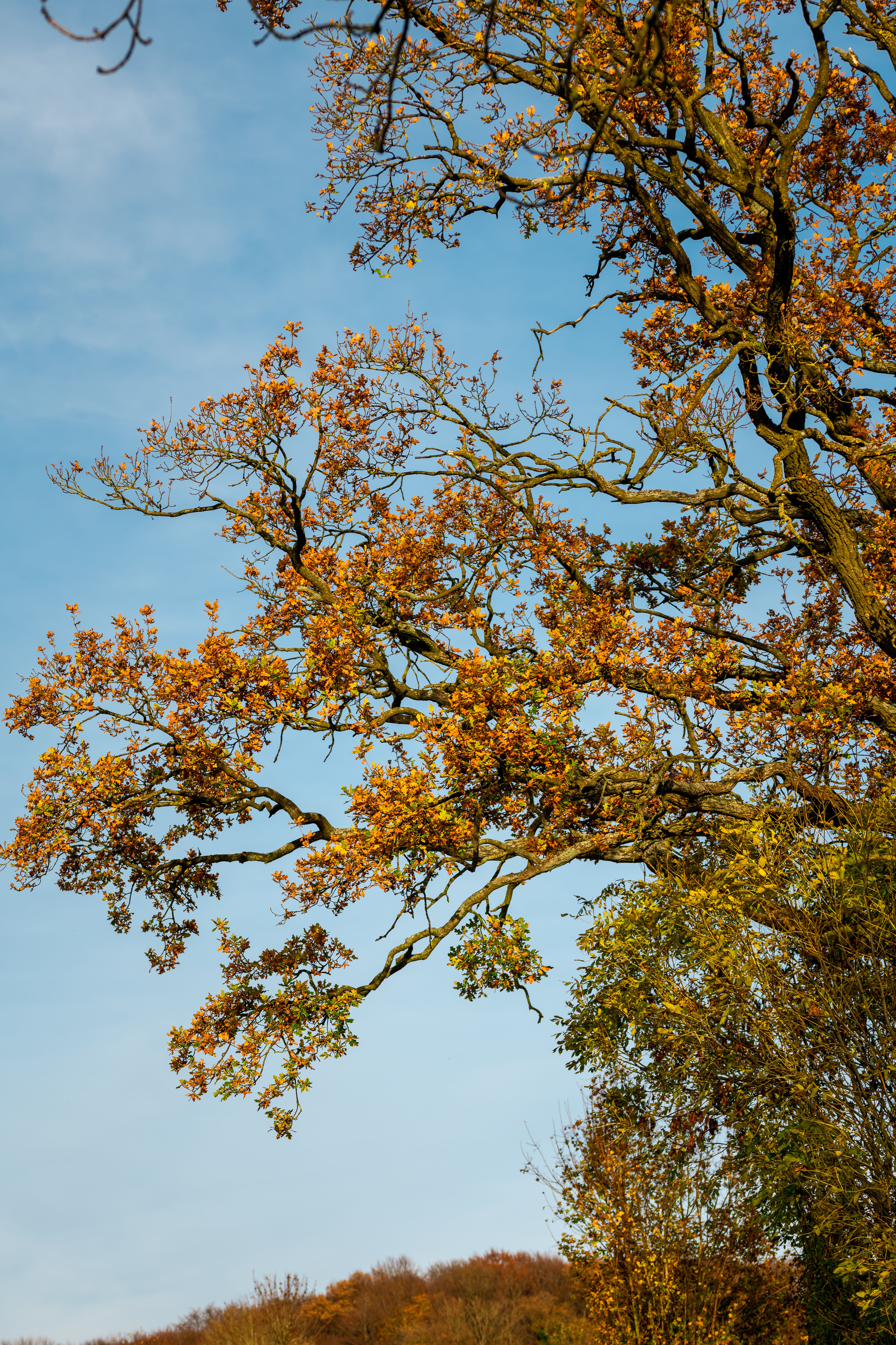 Golden Autumn Tree Against Clear Blue Sky · Free Stock Photo