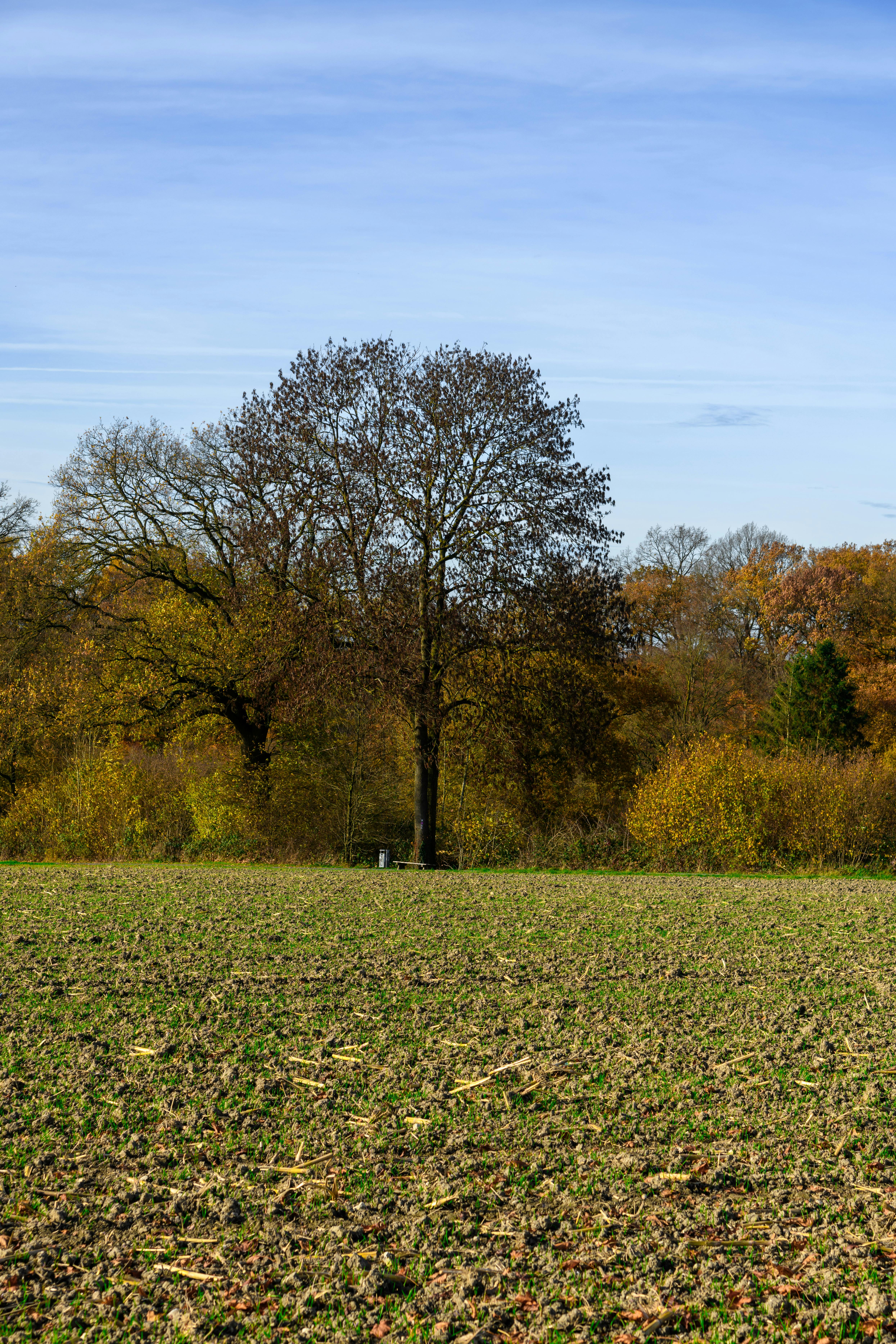 Autumn Field with Trees and Blue Sky · Free Stock Photo