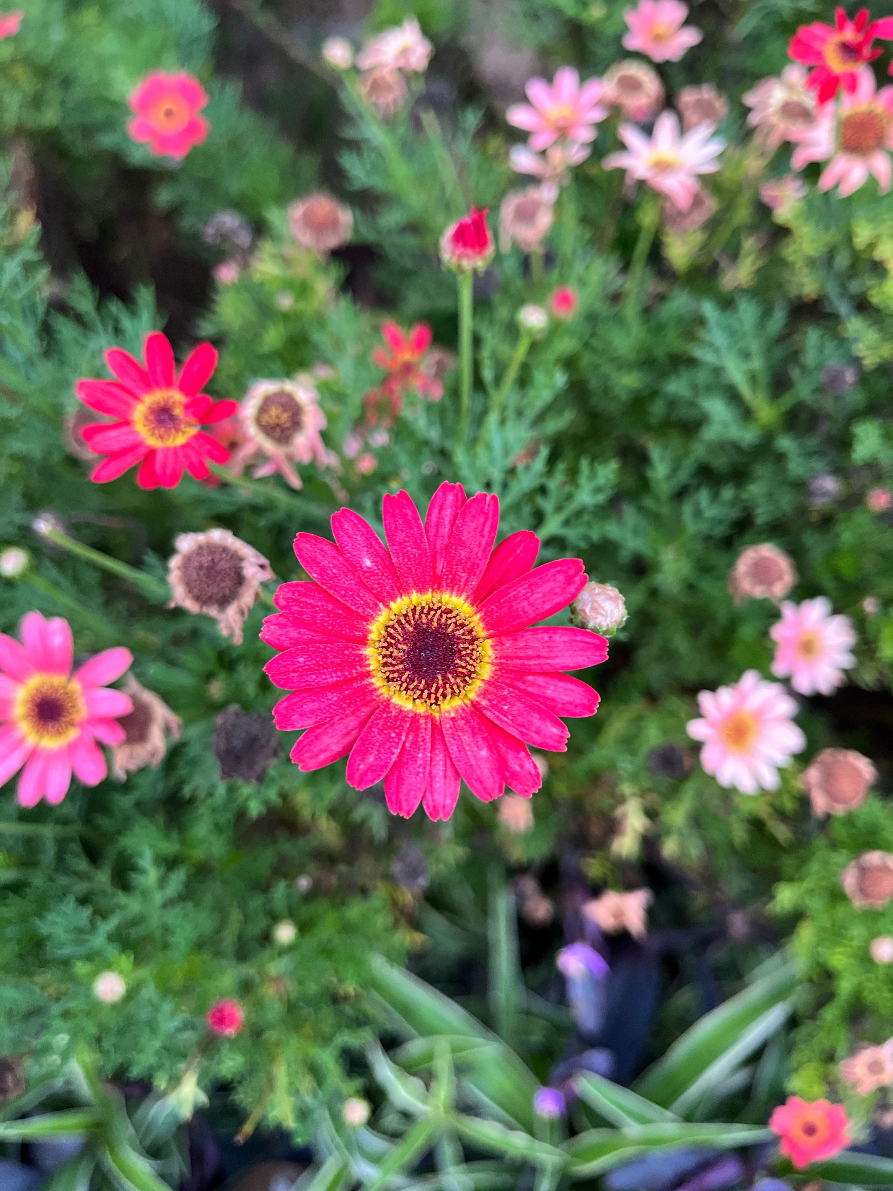 Vibrant Pink Daisies in Full Bloom Outdoors · Free Stock Photo