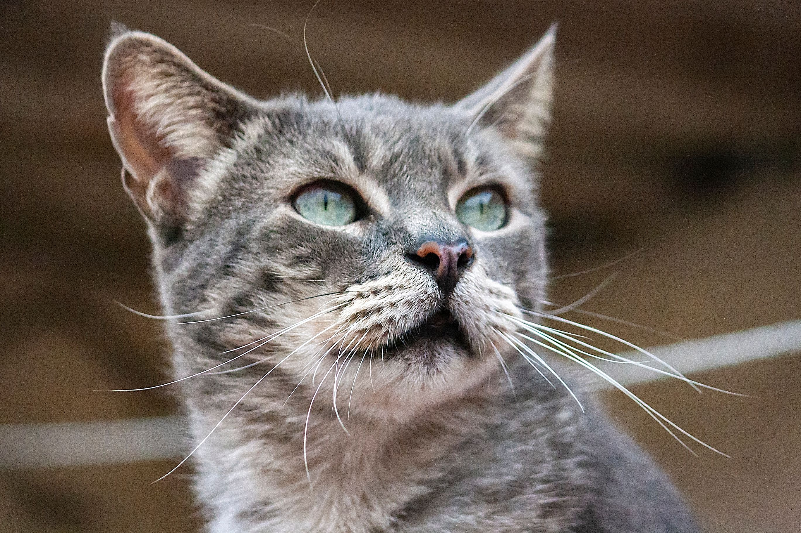 Bad Ass Cat Face Photos, Download The BEST Free Bad Ass Cat Face Stock ...