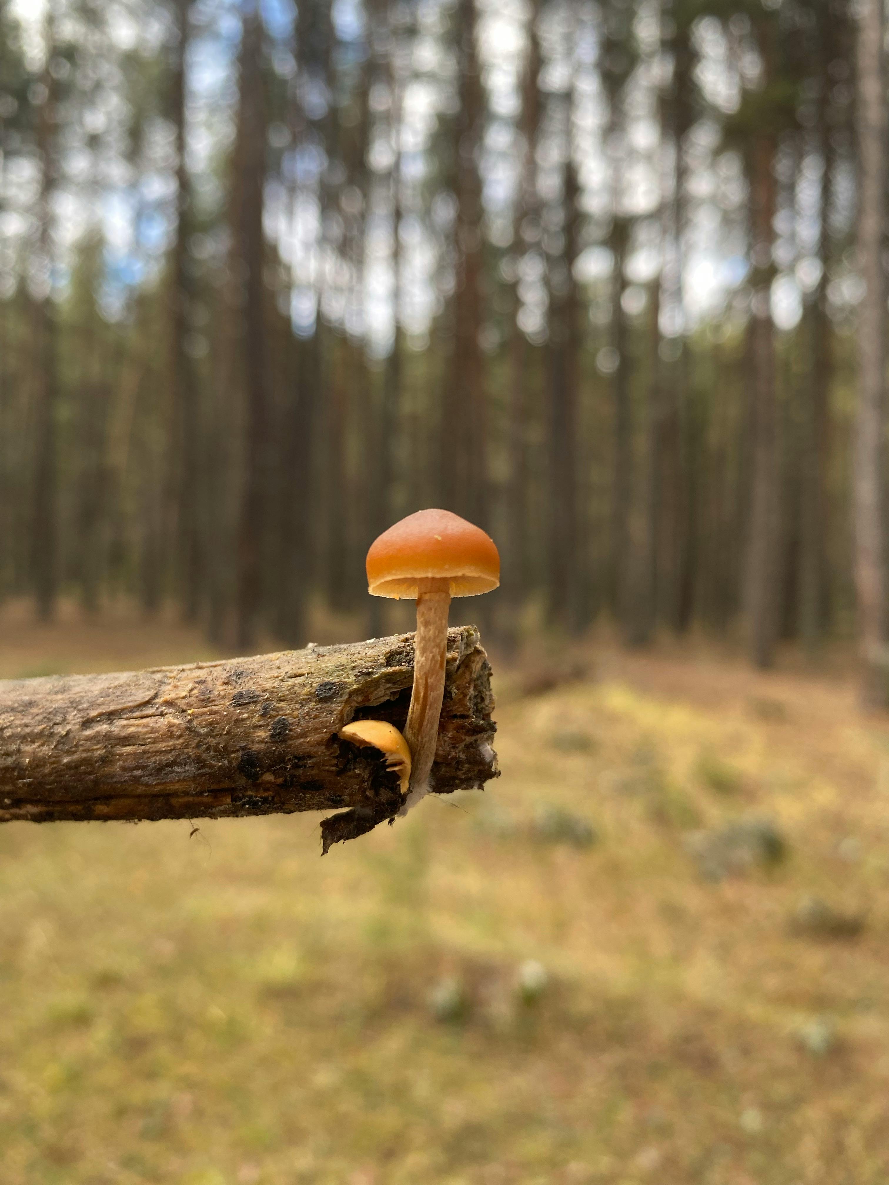 A legjobb 1000+ キンコン西野路線へ？ témájú fotó · 100%-osan ingyenes letöltés ...