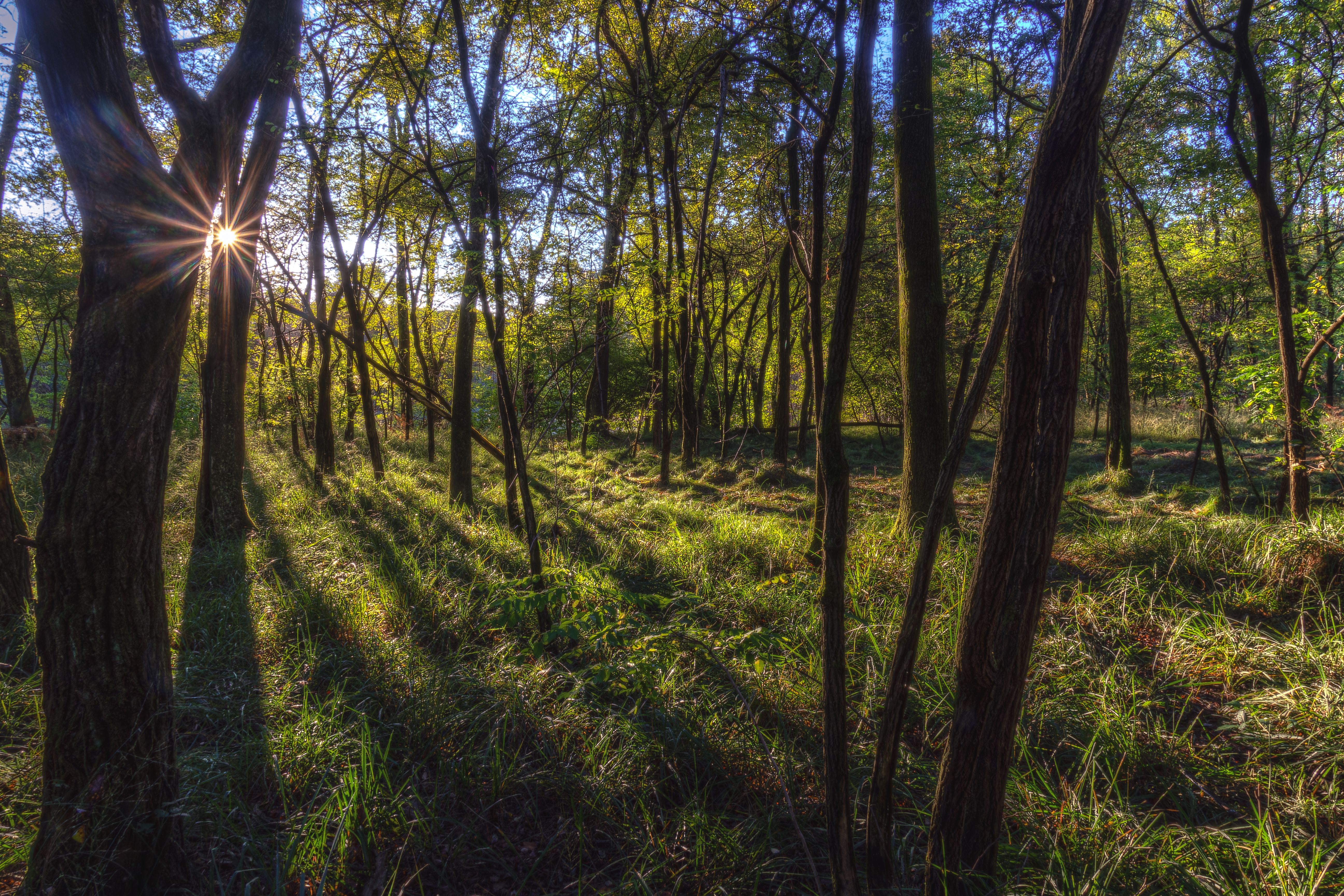 Trees Growing Together Photos, Download The BEST Free Trees Growing ...