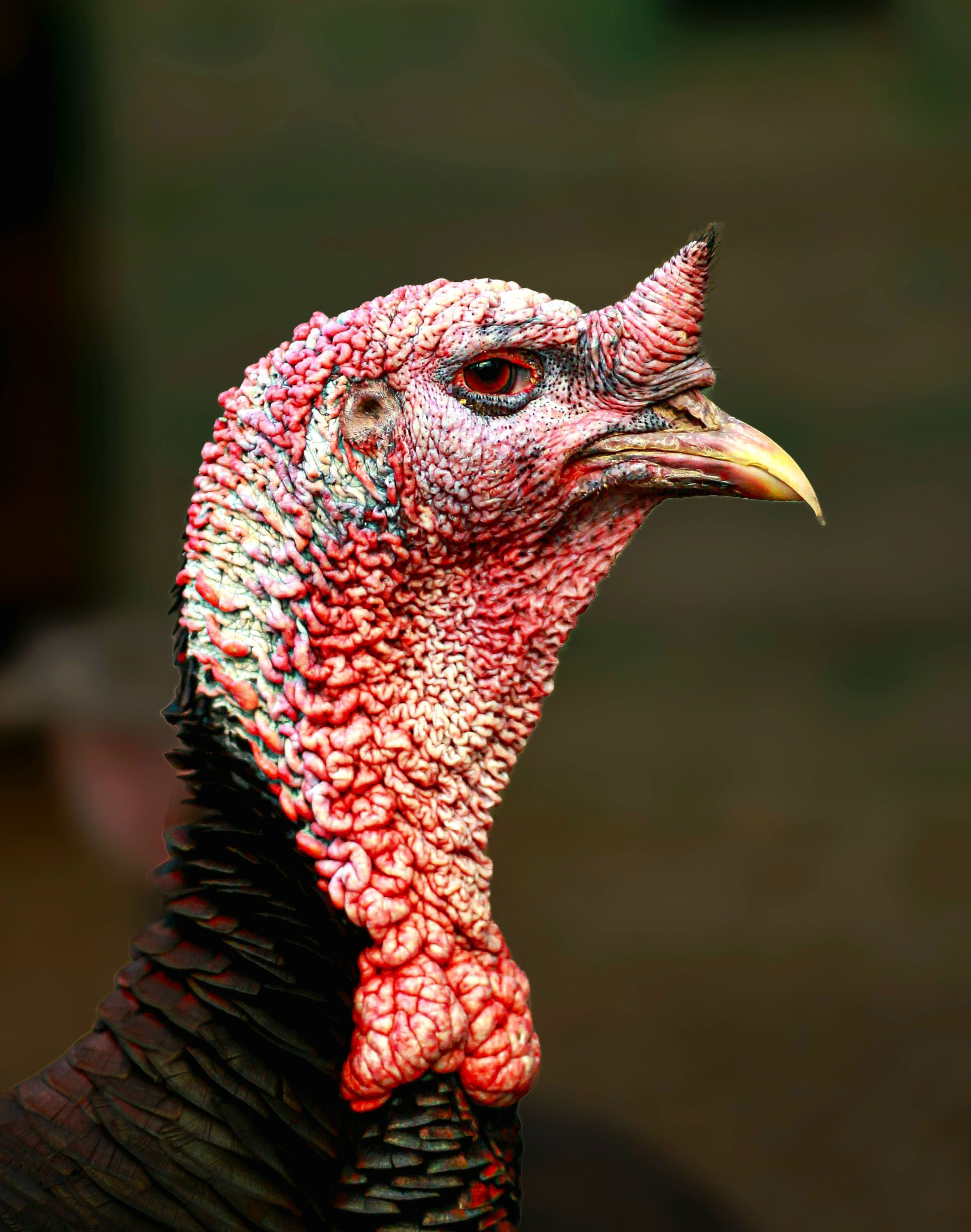 Selective Focus Photo of Red Turkey Head · Free Stock Photo