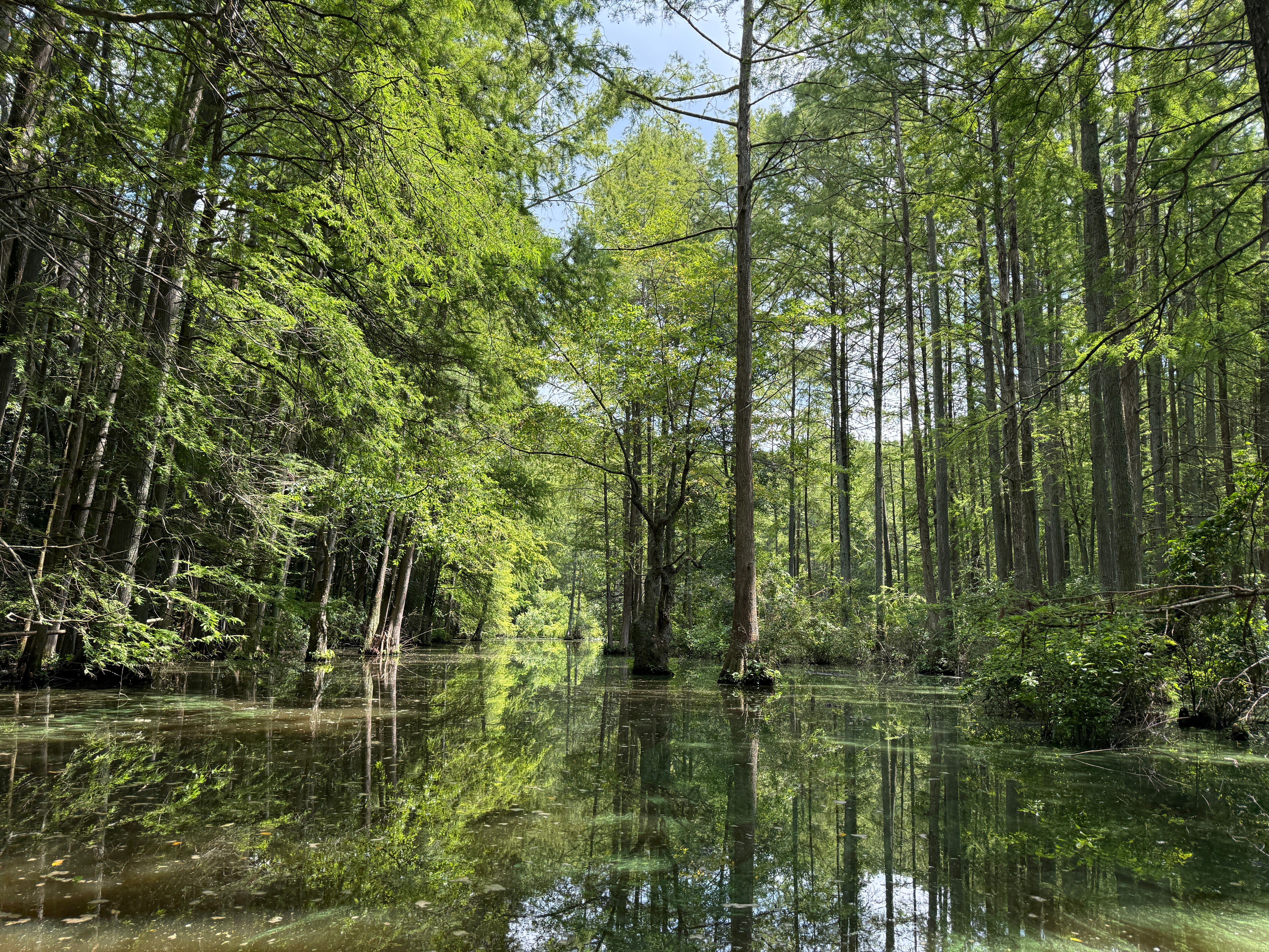 Nature Swamp Landscape Photography · Free Stock Photo