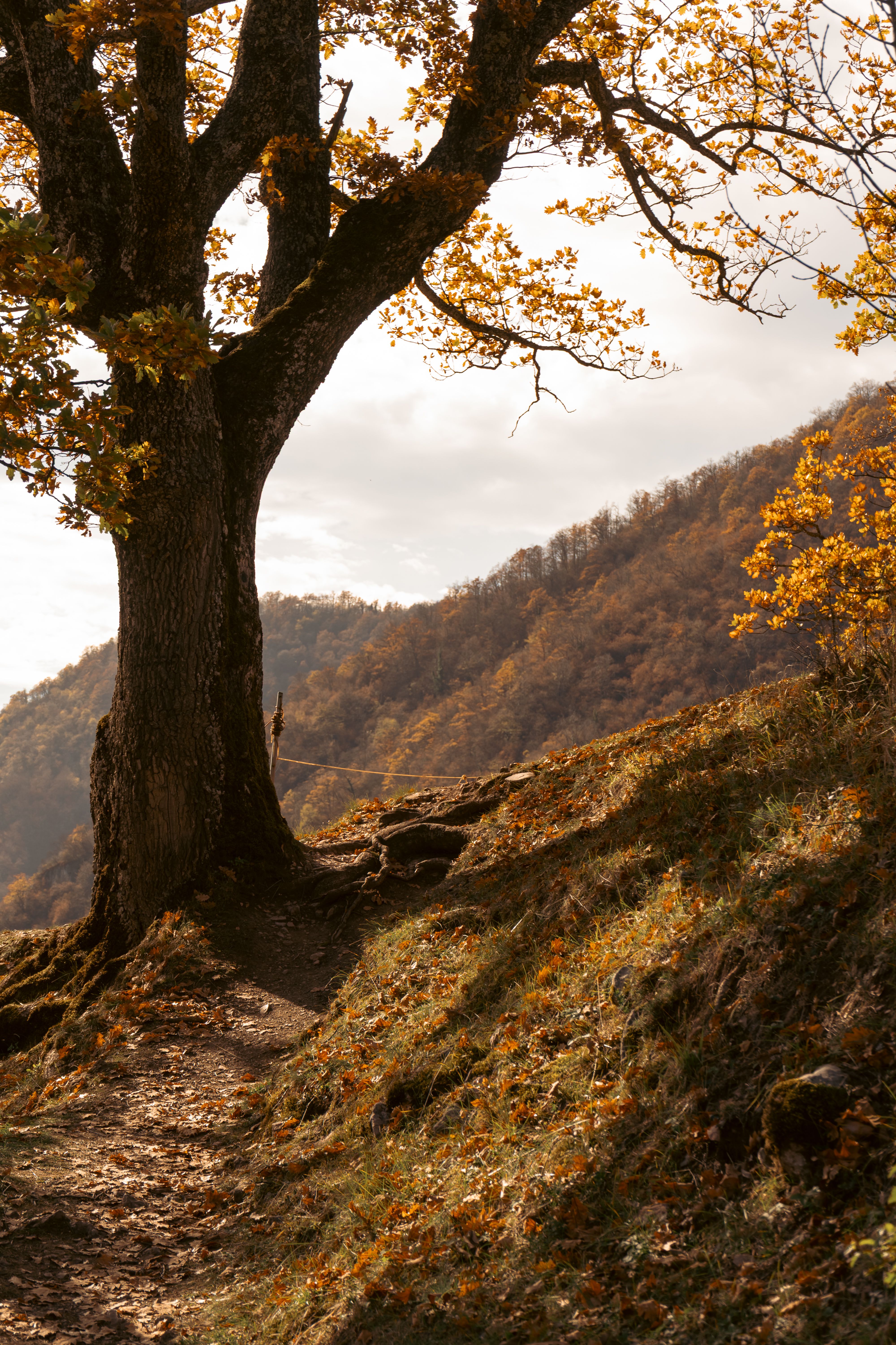 Majestic Oak Tree in an Autumn Forest · Free Stock Photo