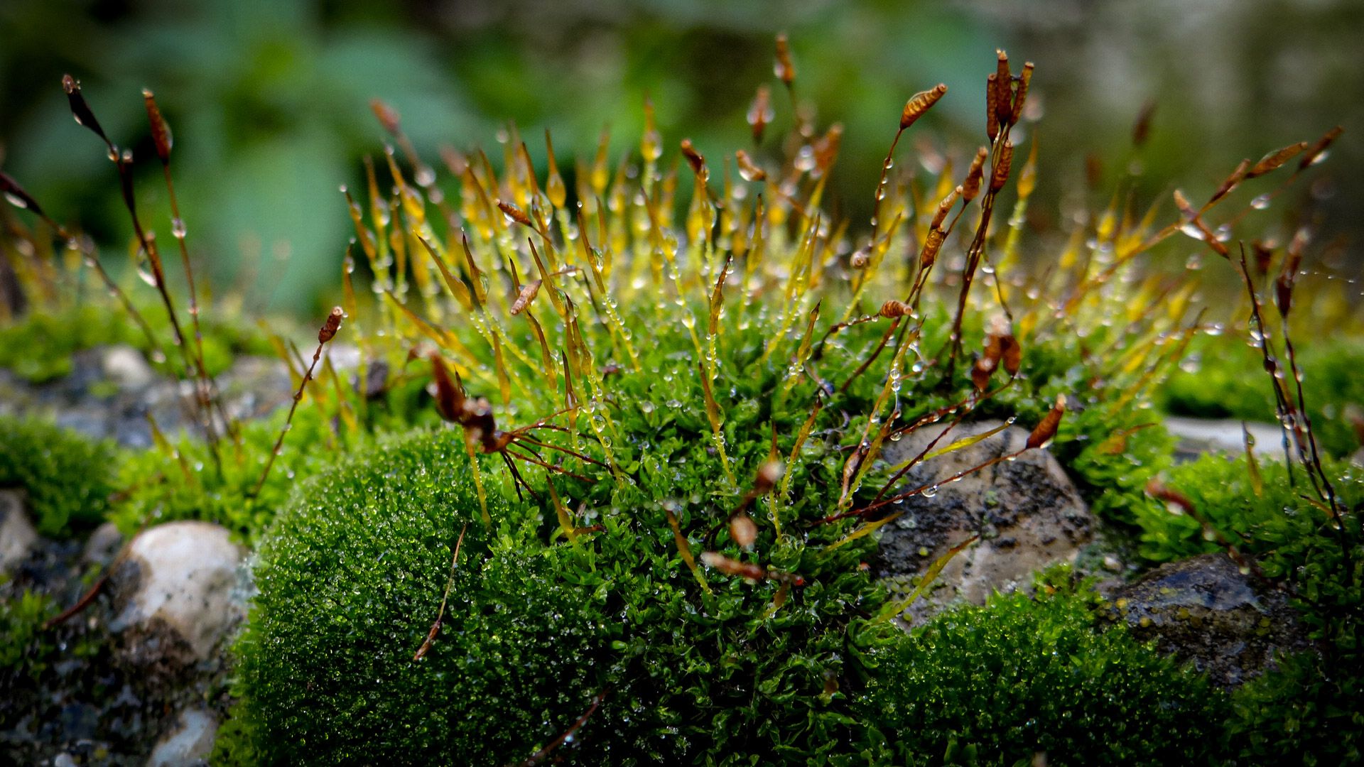 Close-up of Moss with Dew in Natural Setting · Free Stock Photo