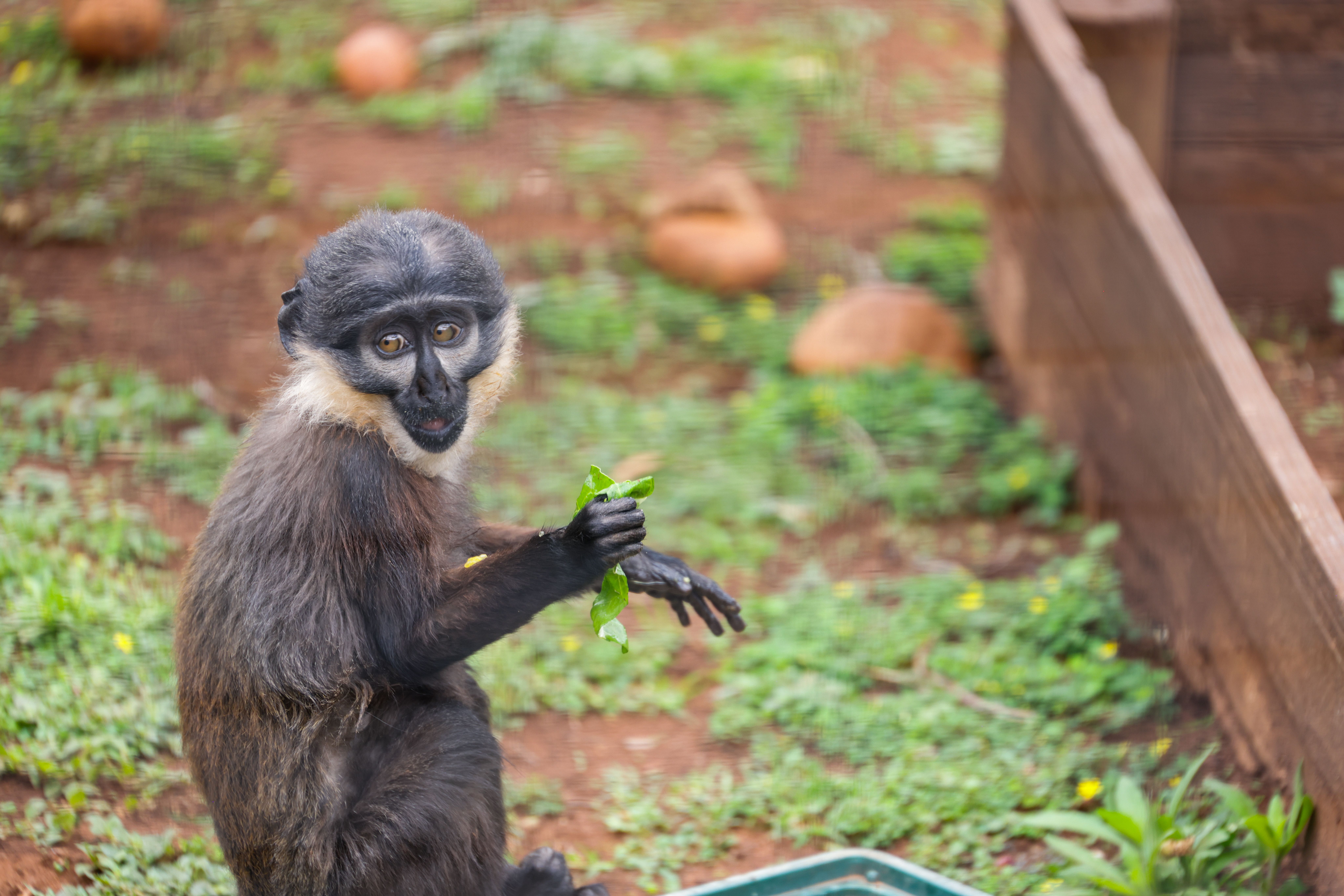 Spectacled Monkey Eating Leaves in Zoo Habitat · Free Stock Photo
