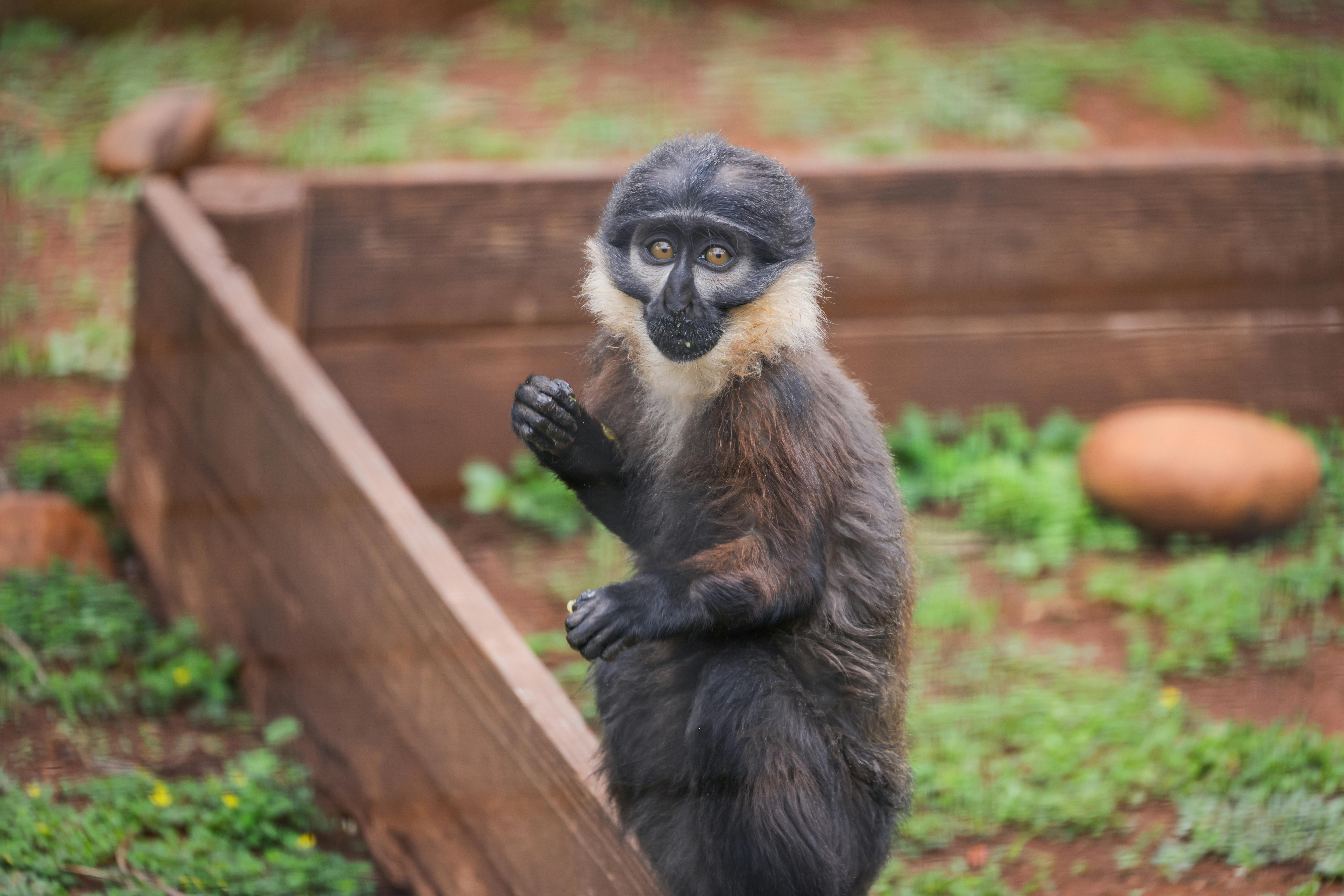 Middle Finger Monkey Photos, Download The BEST Free Middle Finger ...