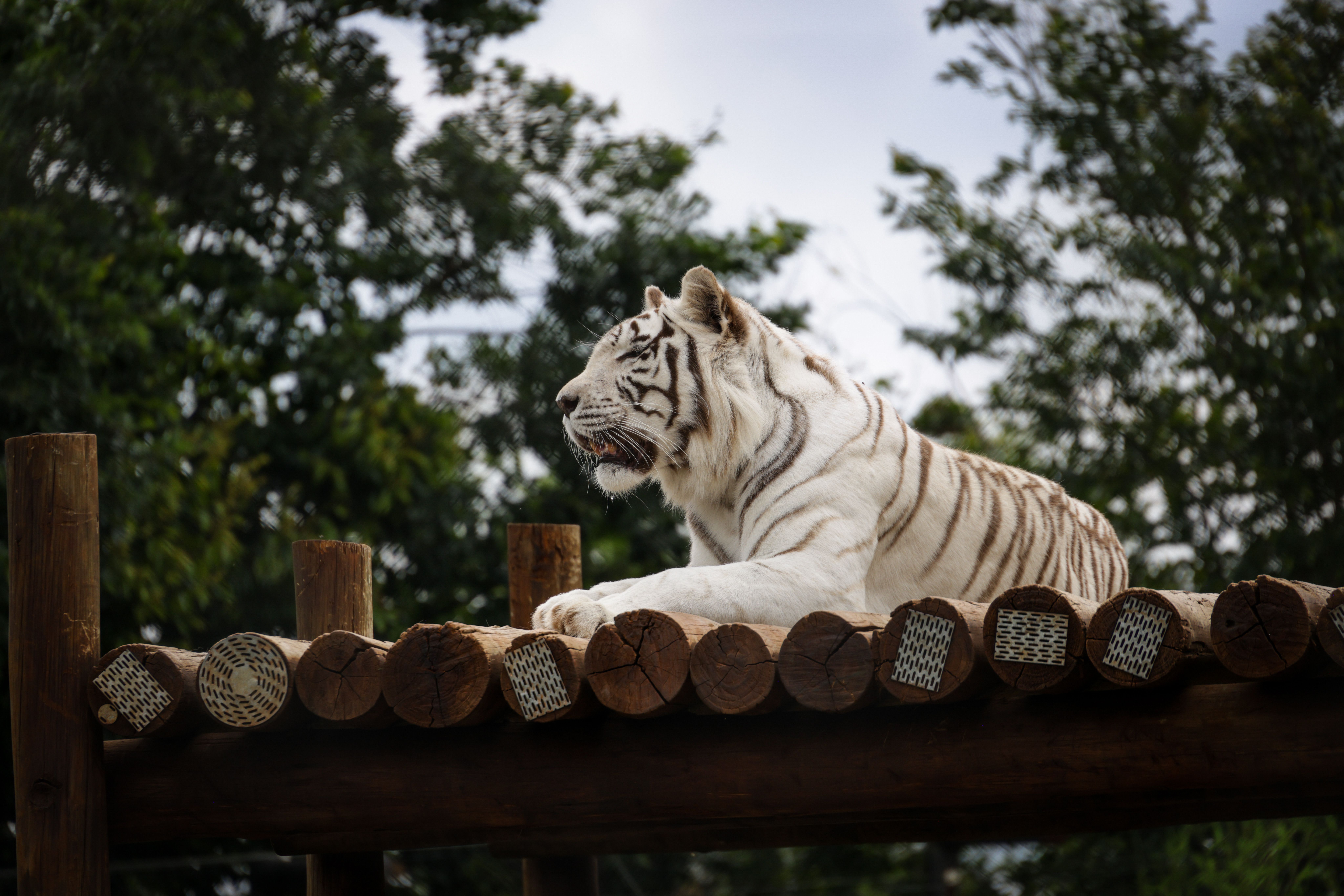 Regal White Tiger Resting on Wooden Platform · Free Stock Photo