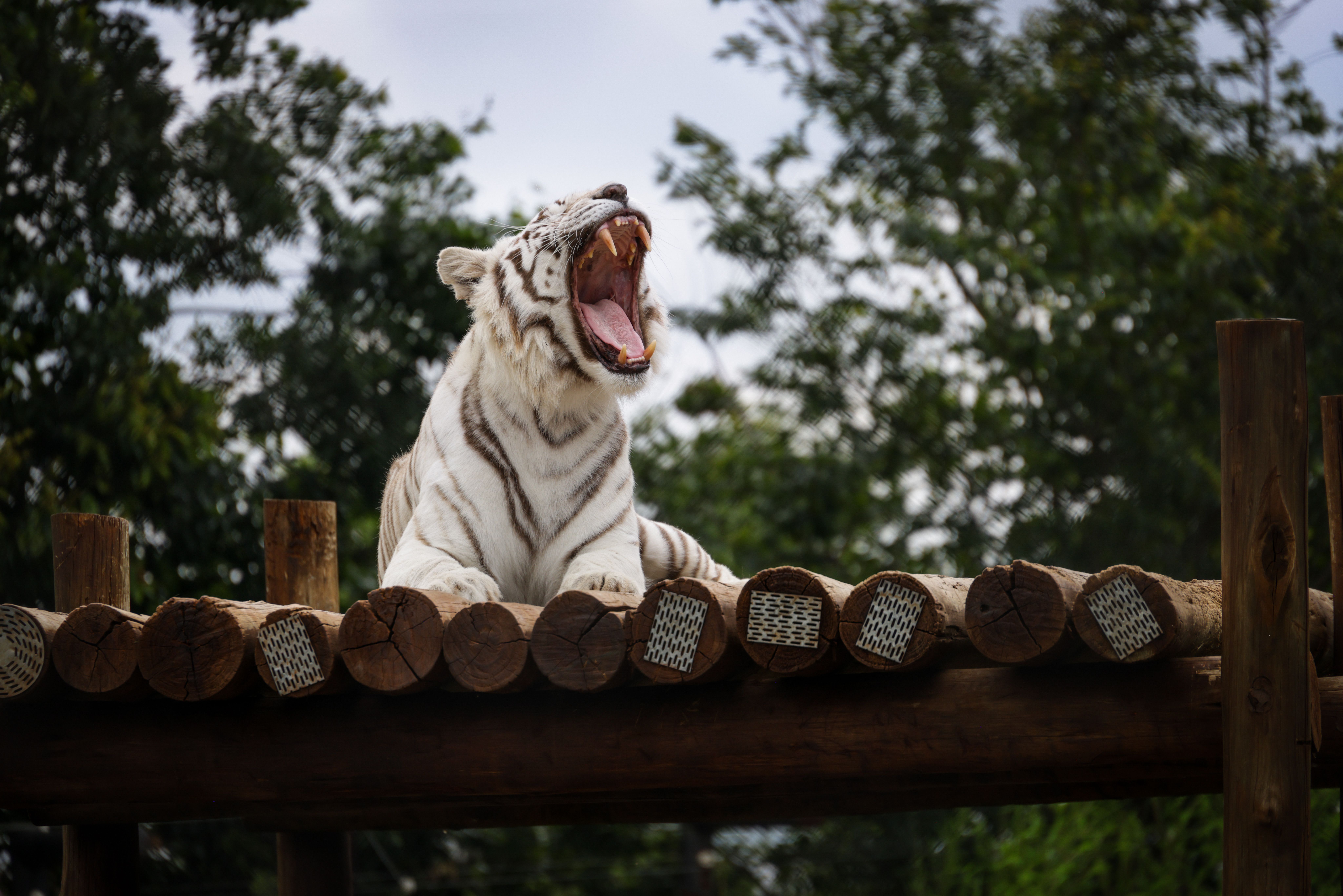 Majestic White Tiger Yawning on Wooden Platform · Free Stock Photo