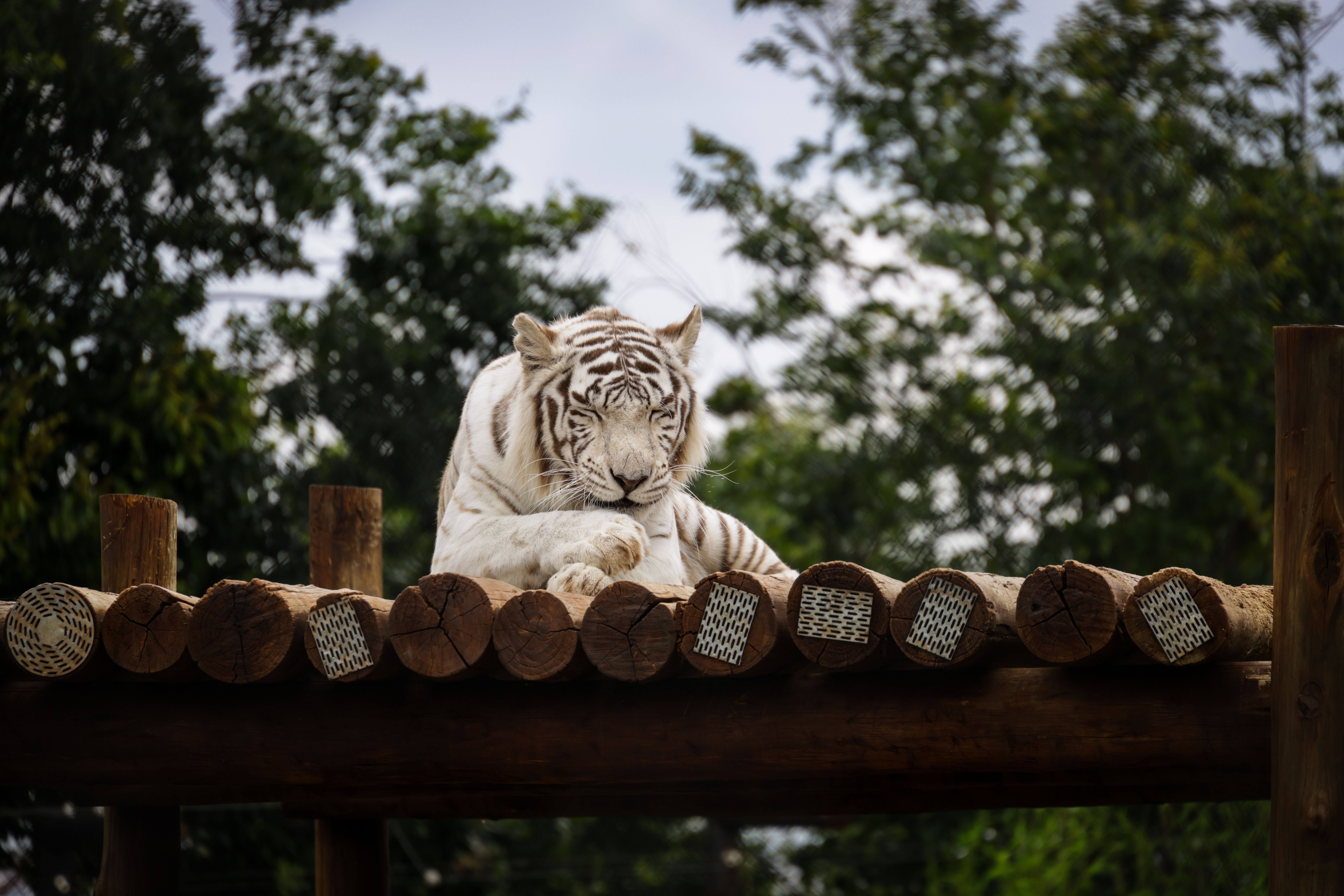 White Tiger Resting on Wooden Platform Outdoors · Free Stock Photo