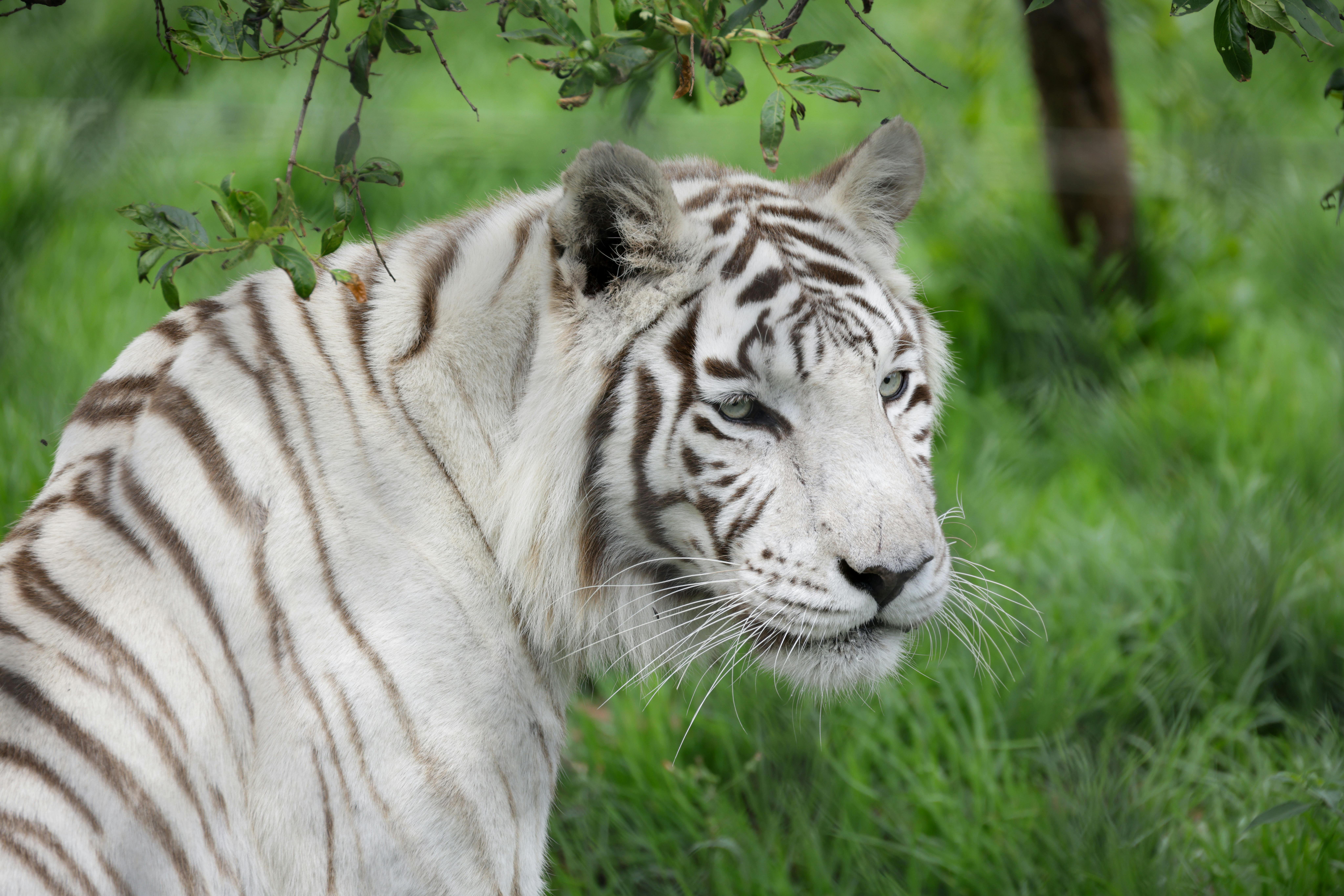 11.543+ Fotos y Imágenes de Siberian-tiger-population-graph Gratis ...