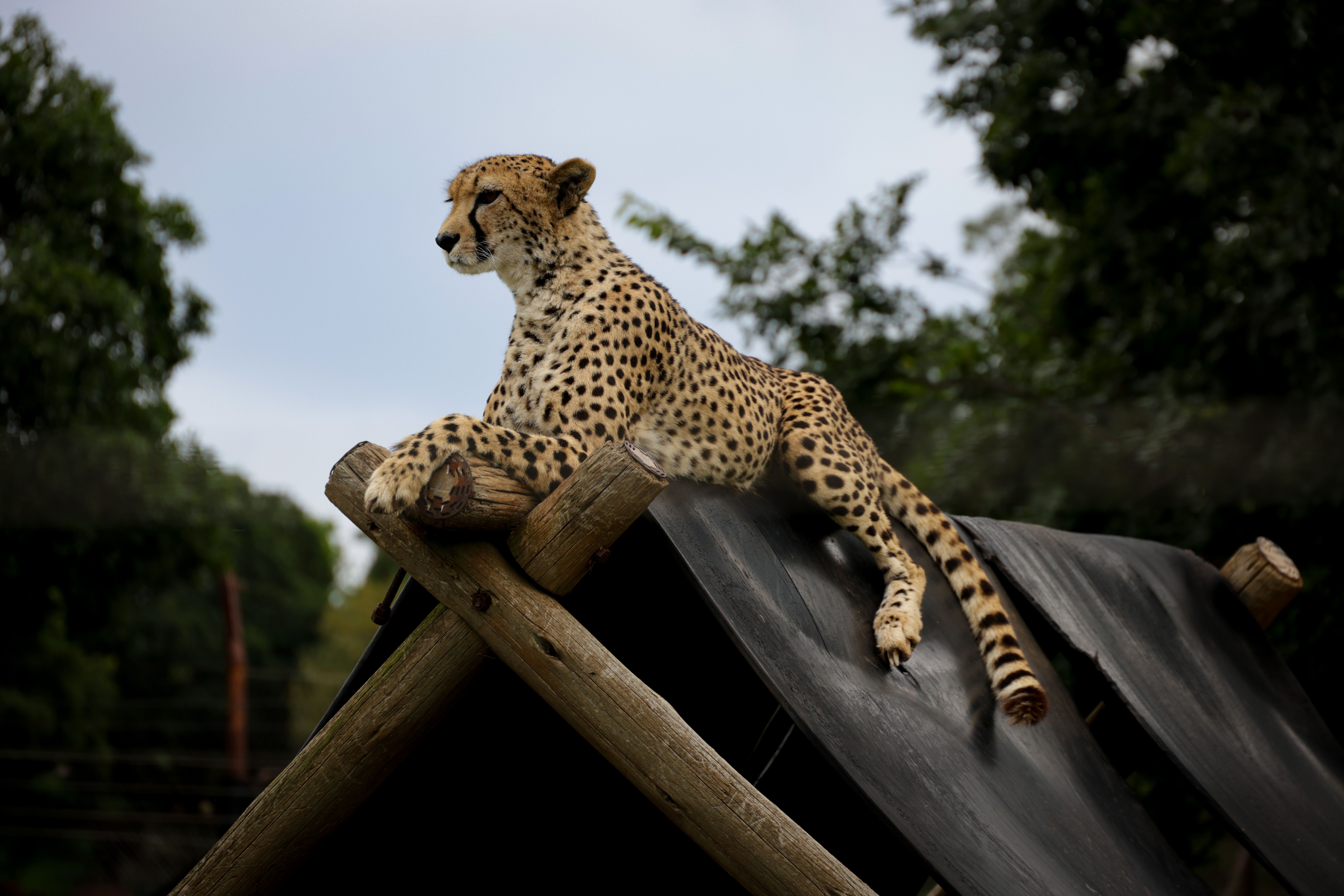 Cheetah Resting on Elevated Wooden Platform · Free Stock Photo