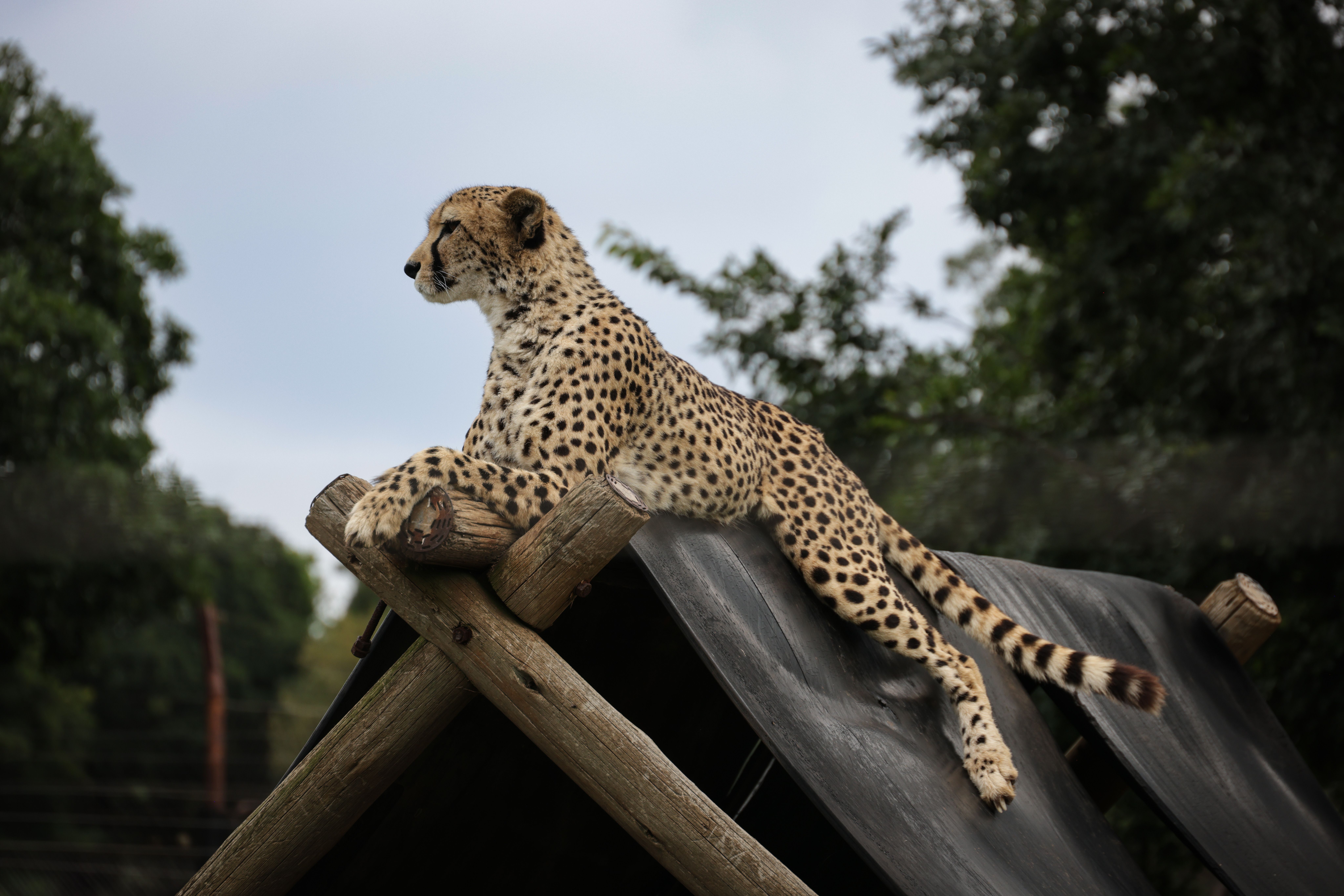 Cheetah Photos, Download The BEST Free Cheetah Stock Photos & HD Images