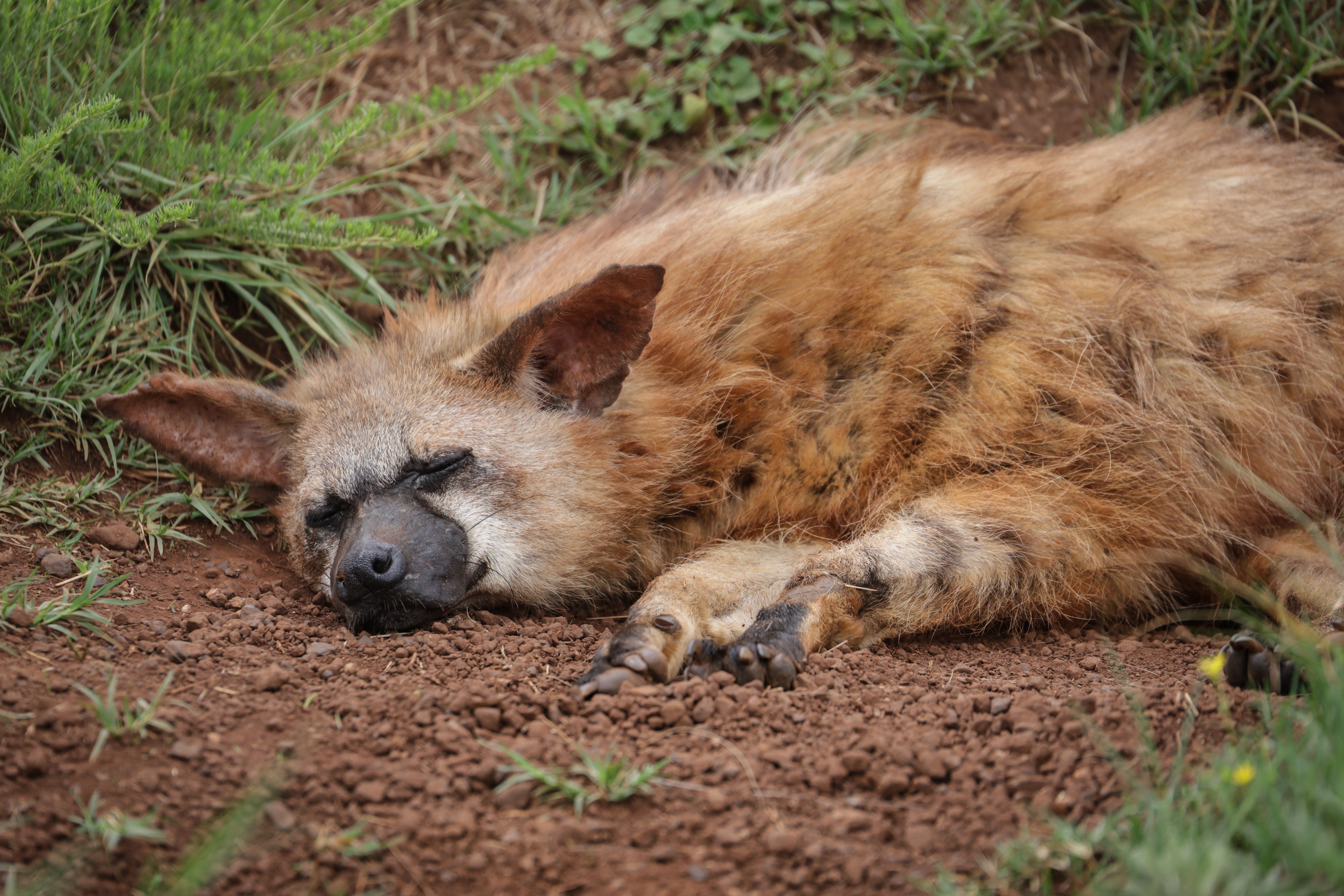 Sleeping Aardwolf in Natural Habitat · Free Stock Photo