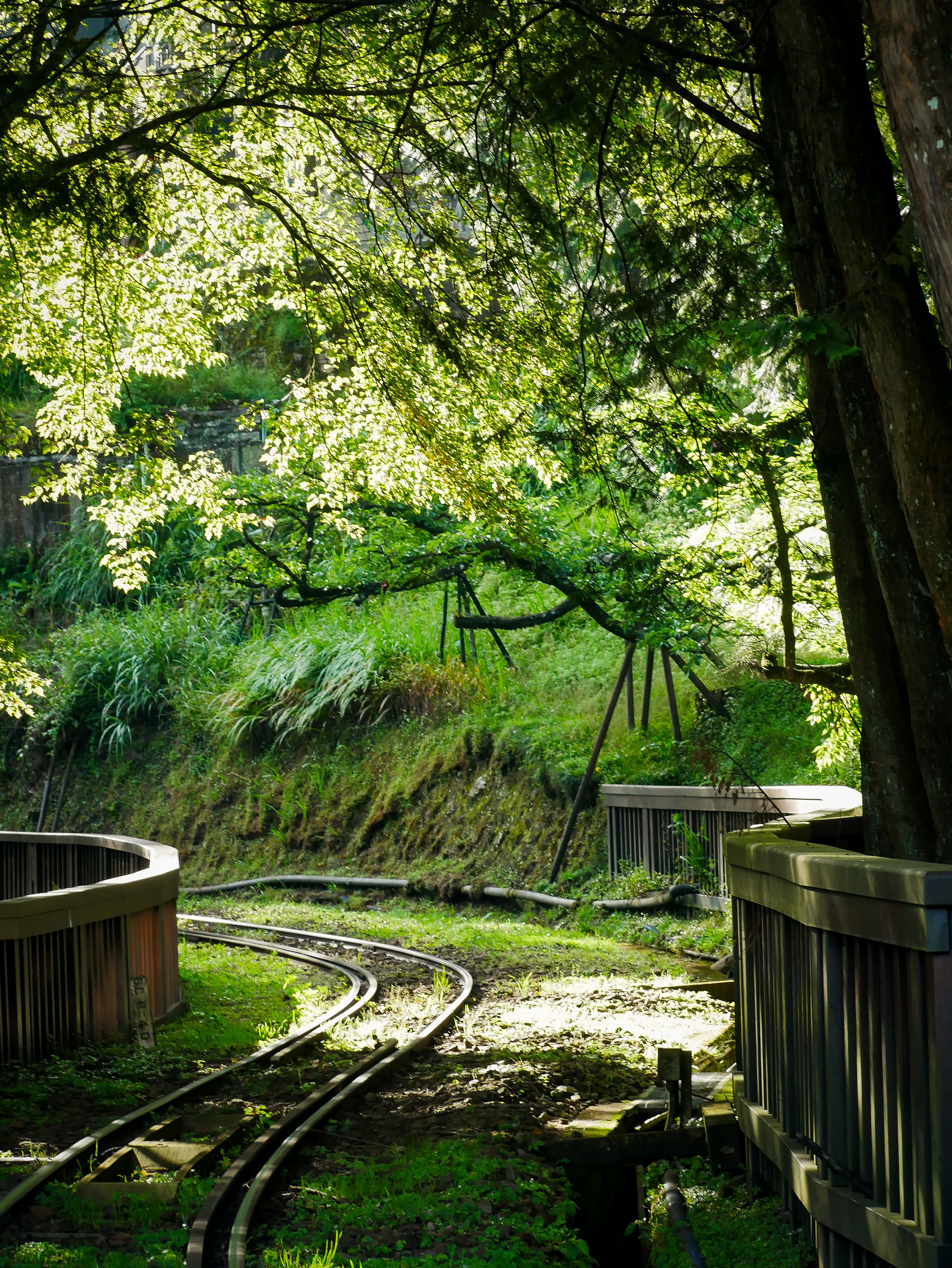 Serene Forest Railway Path in Sunlight · Free Stock Photo