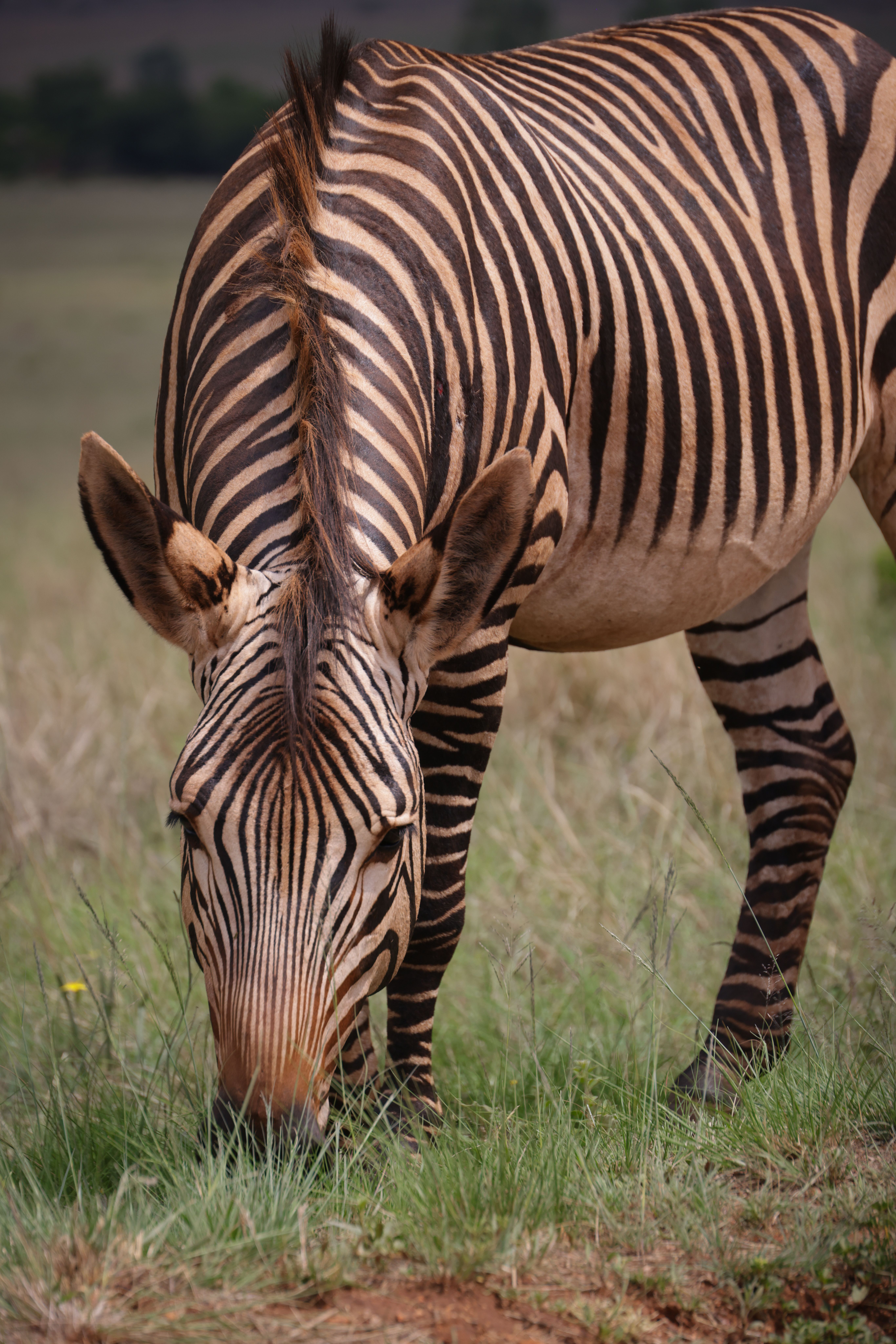 Zebra Grazing in African Savanna Landscape · Free Stock Photo