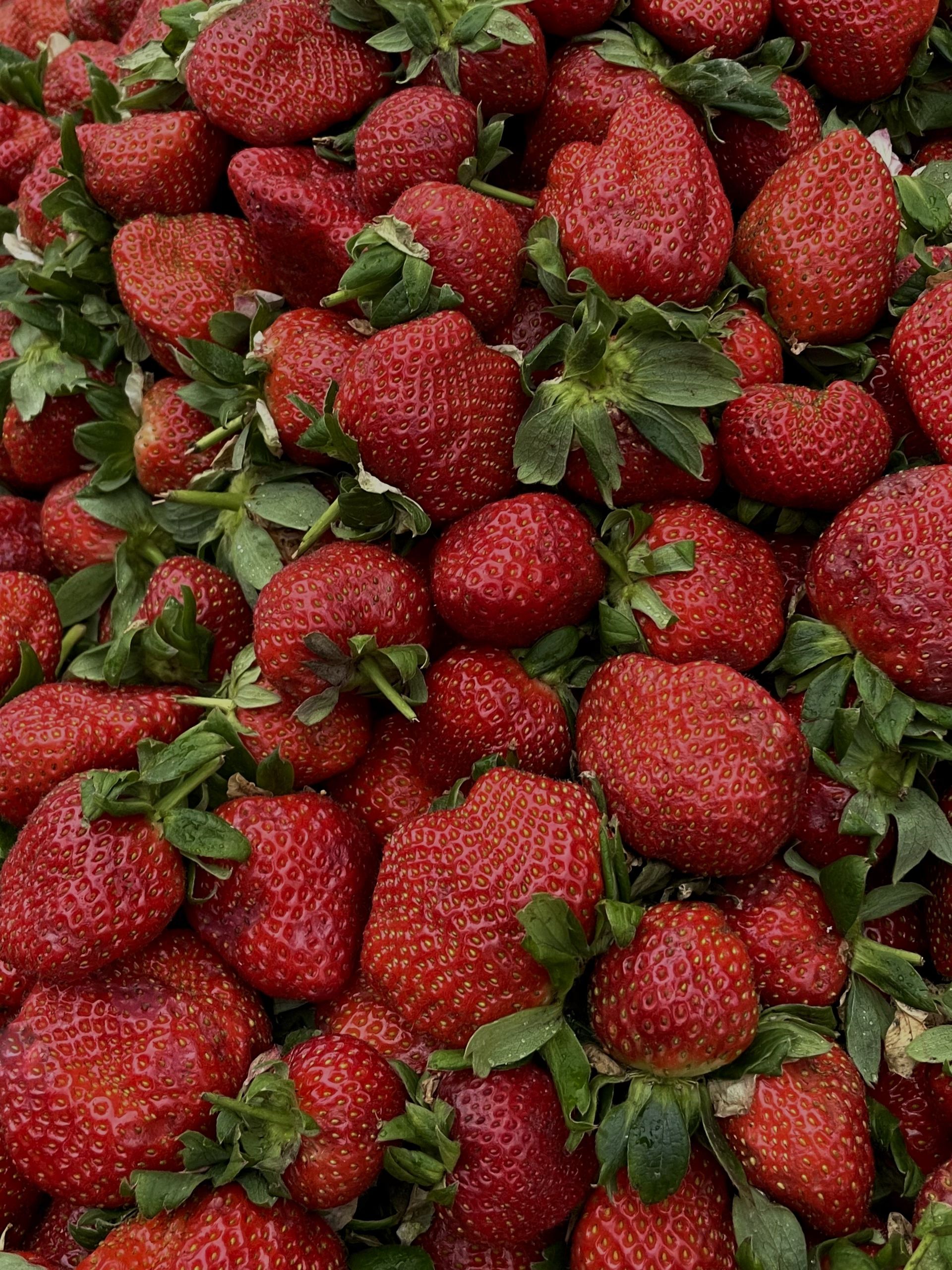 Fruit Ropes Photos, Download The BEST Free Fruit Ropes Stock Photos ...
