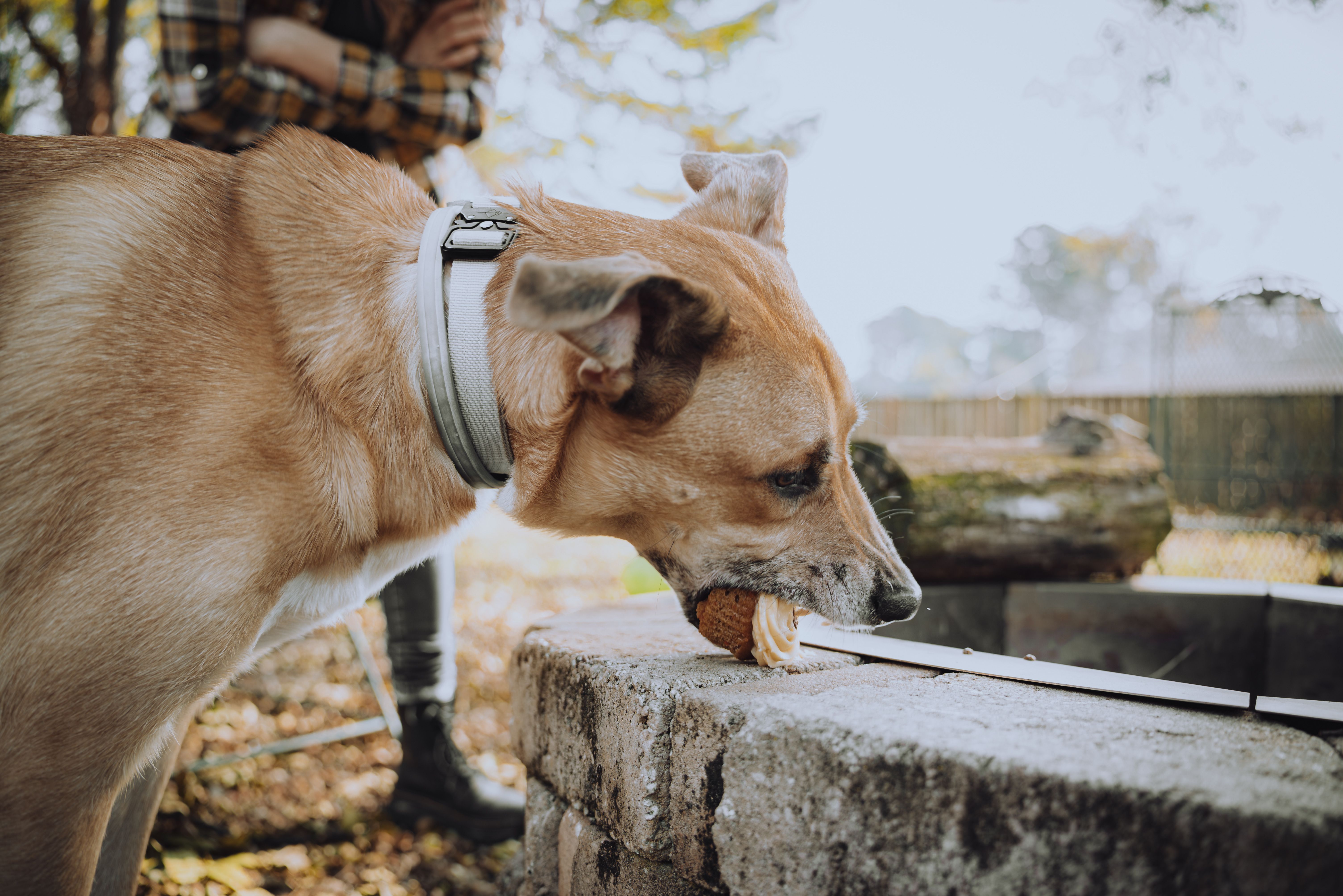 Brown Dog Eating Snack Outdoors in Yard · Free Stock Photo