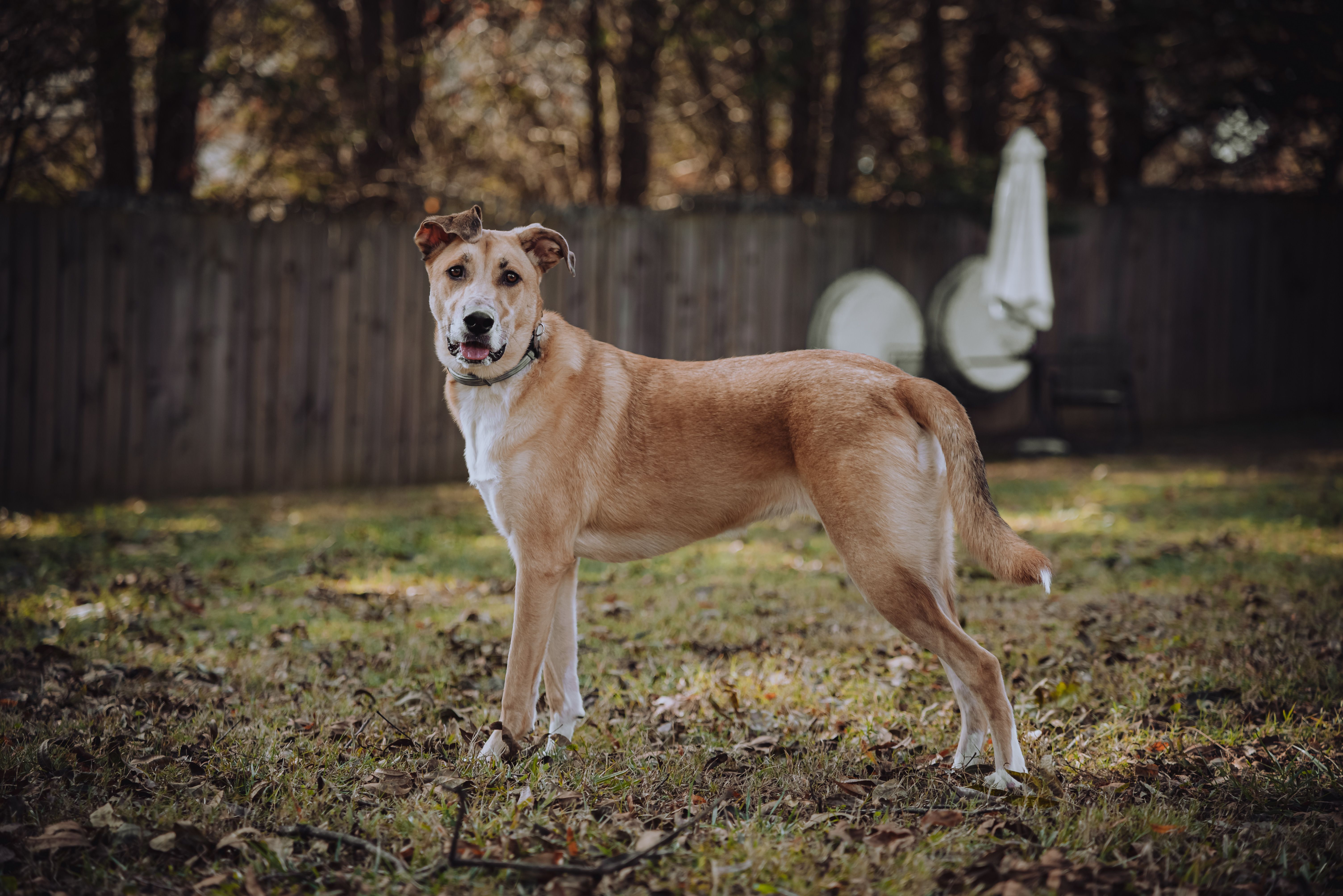 Portrait of a Tan Dog in a Backyard Setting · Free Stock Photo