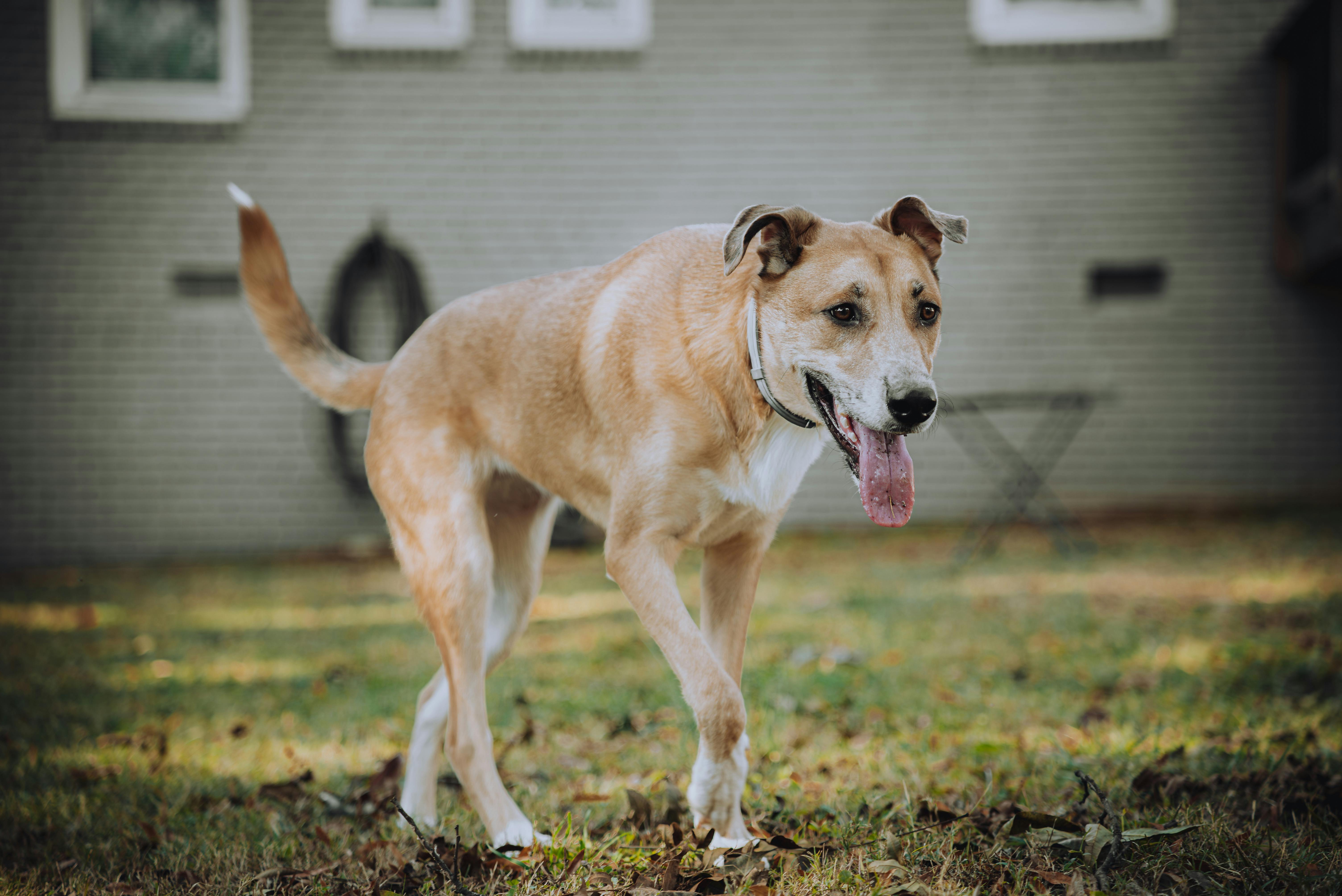 100.000+ Foto Hanuman-ji-ai-photo-editing-hanuman-jai-ai-photo-editing ...