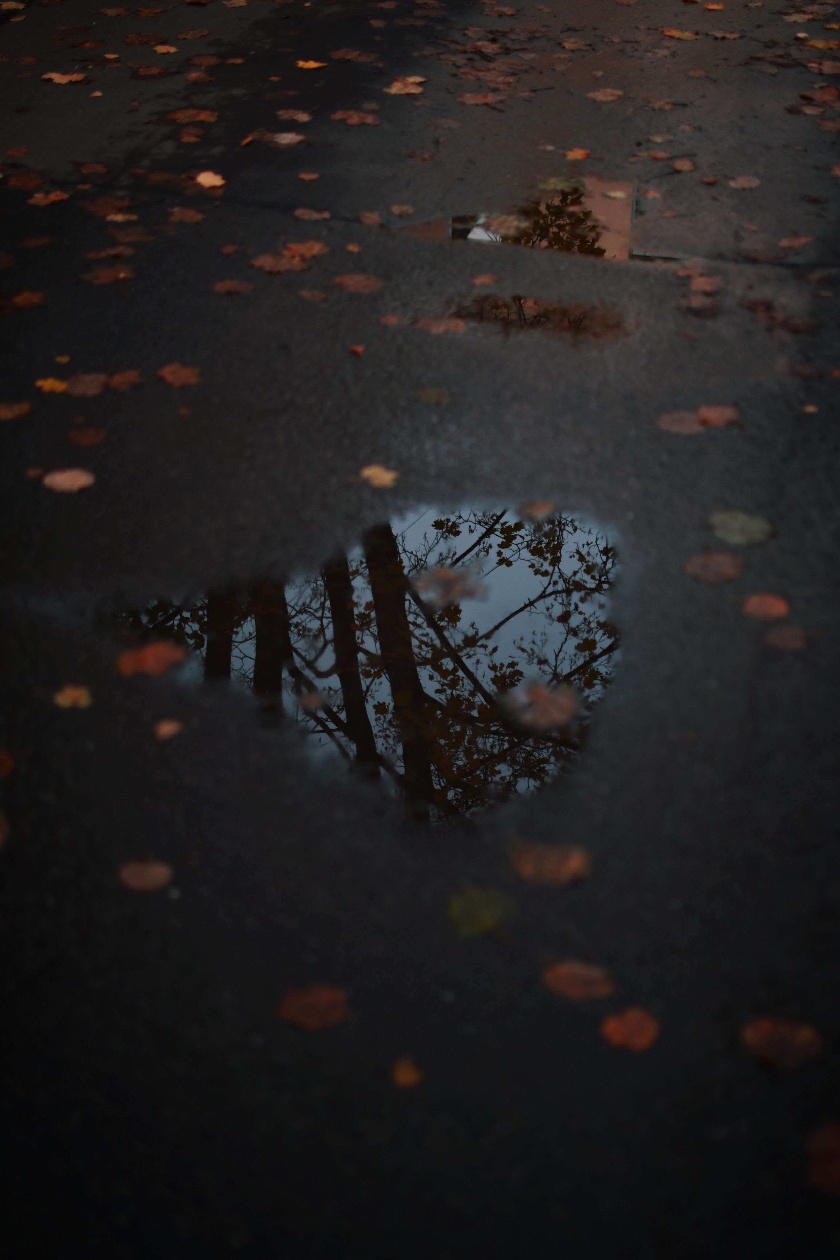 Reflection of Trees in Autumn Puddle · Free Stock Photo