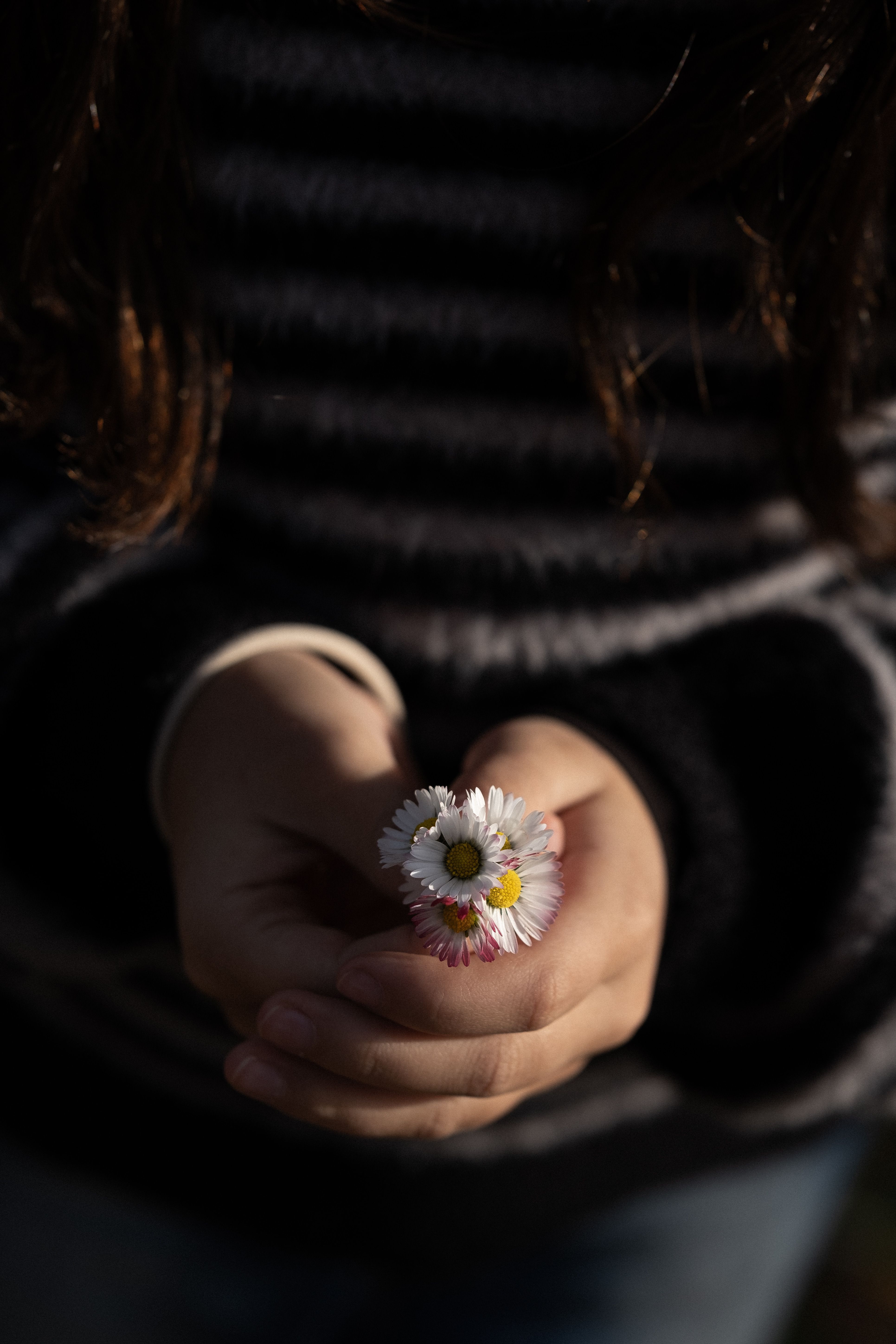 Hand Holding Flowers · Free Stock Photo